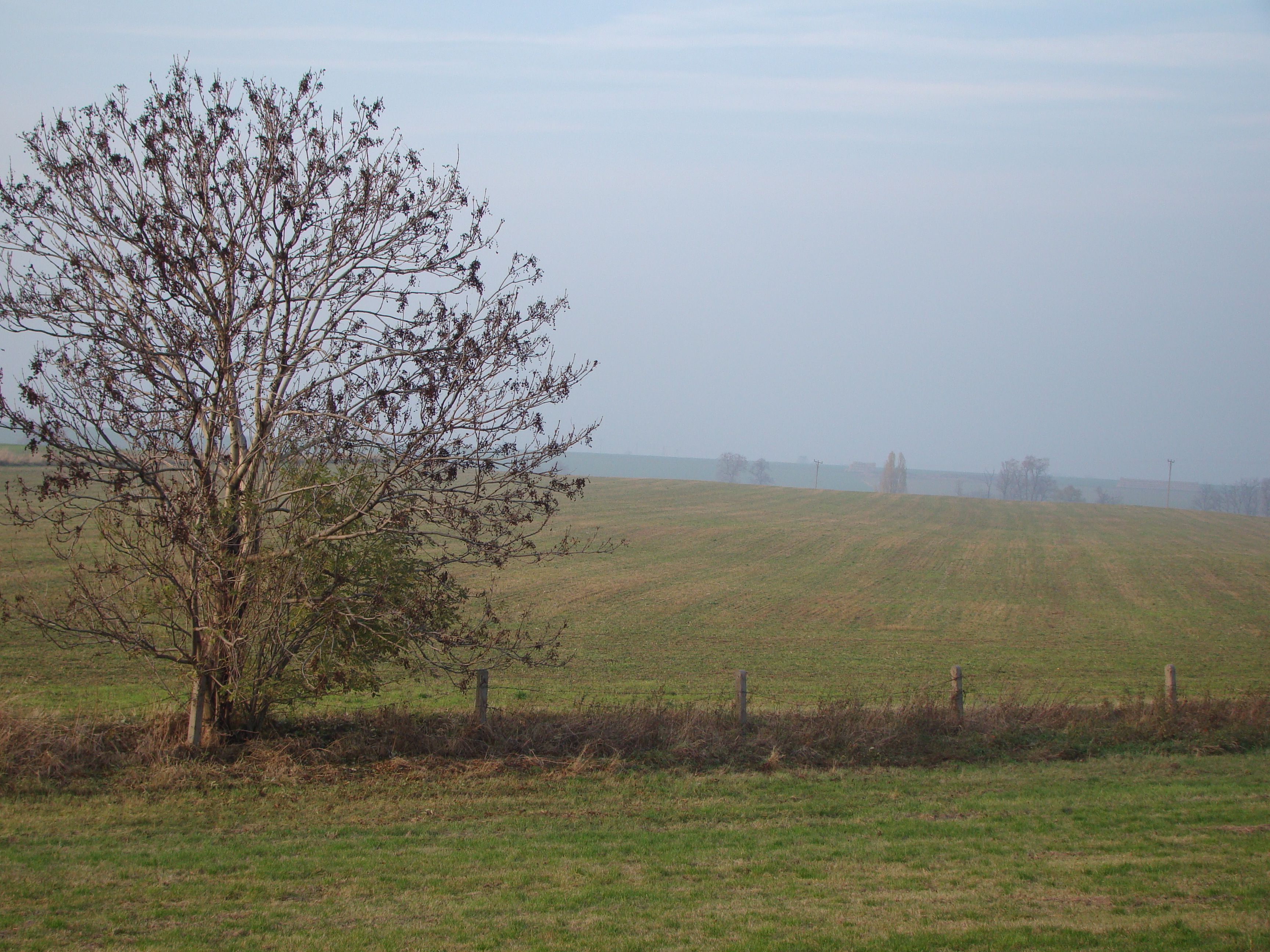 Single Tree on Grassland · Free Stock Photo