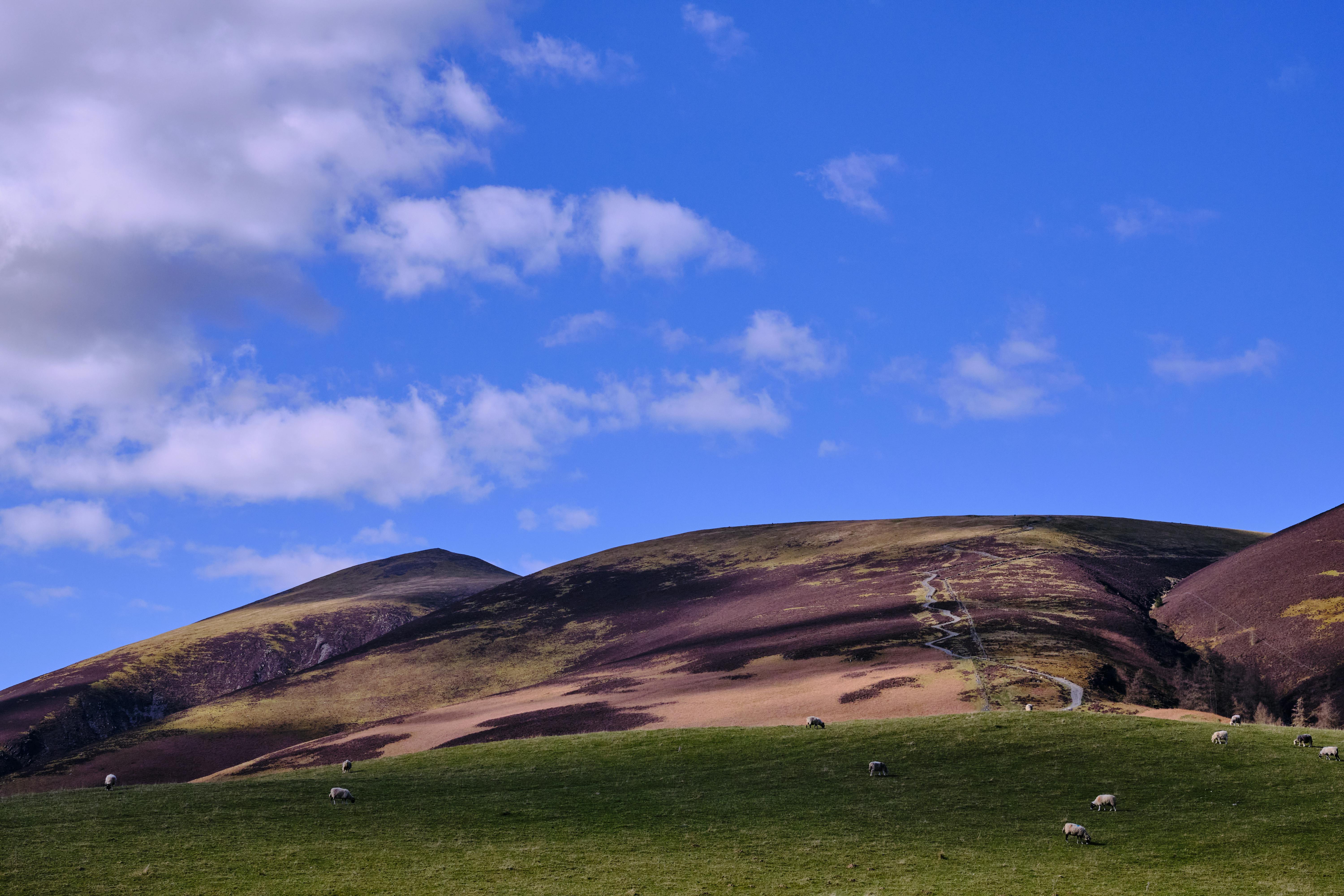 Cows Hills Photos, Download The BEST Free Cows Hills Stock Photos & HD ...