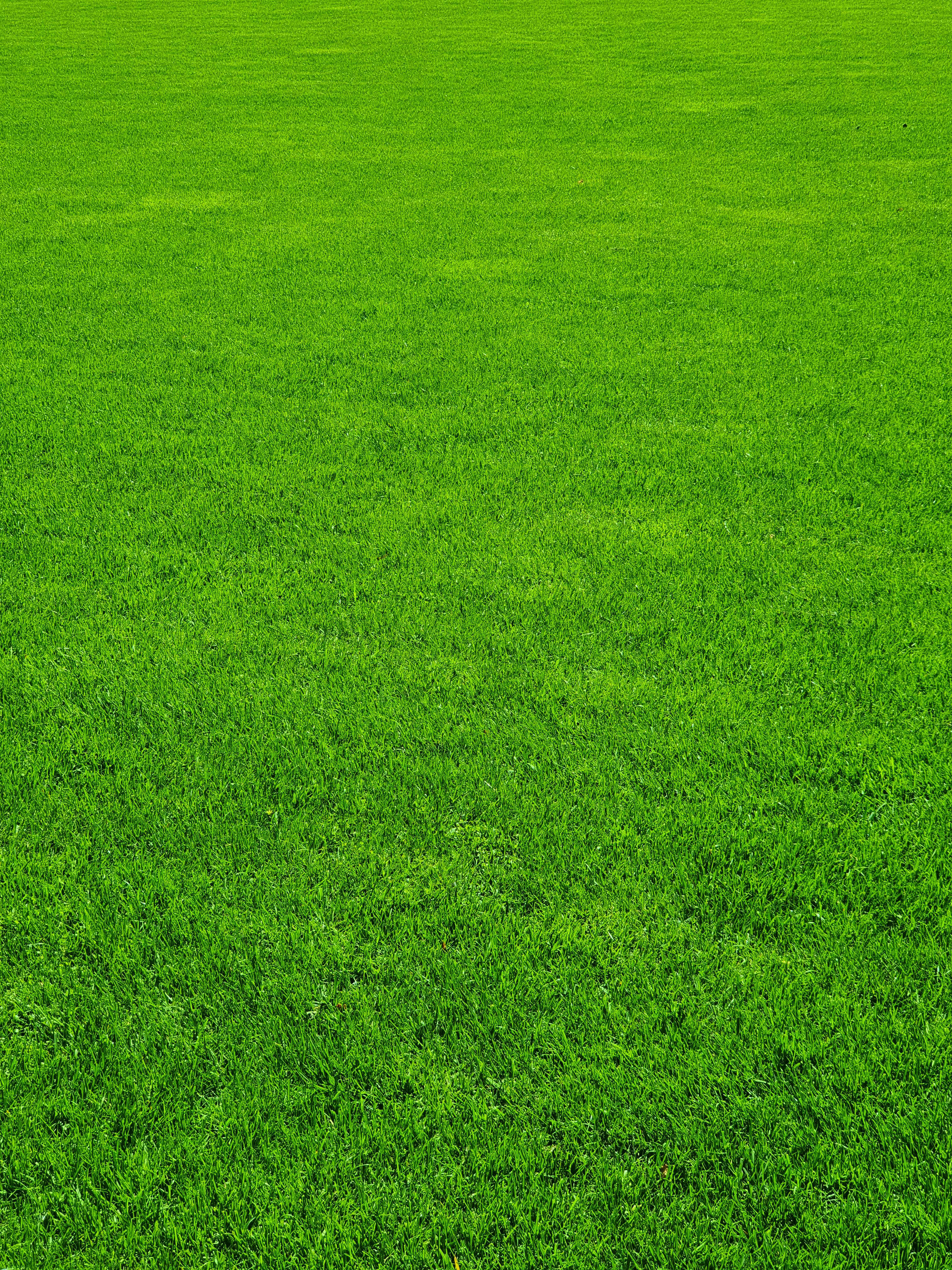 Foto de stock gratuita sobre fotos 4k, al aire libre, belleza, botánico ...