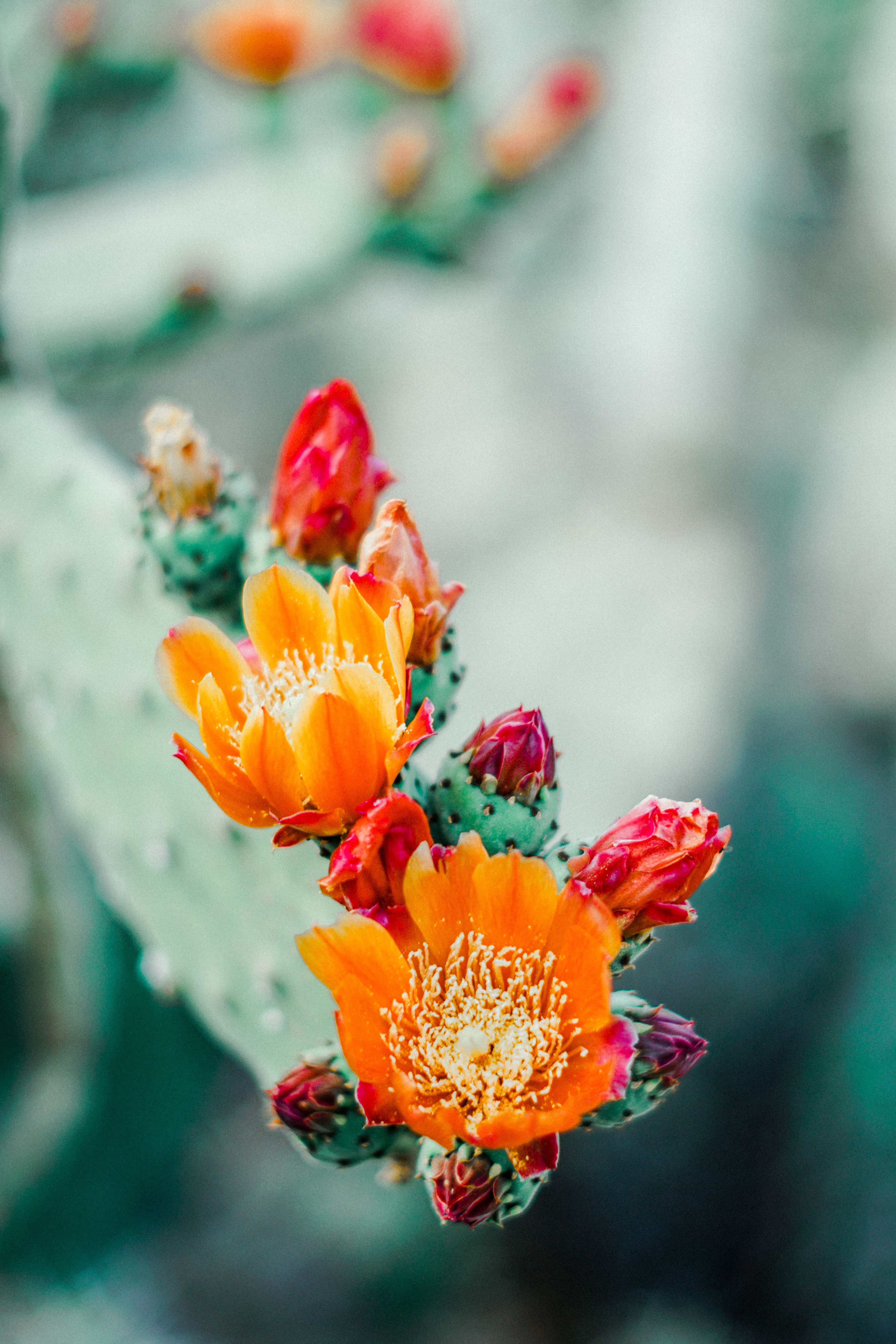 Orange Flowers of Cactus · Free Stock Photo
