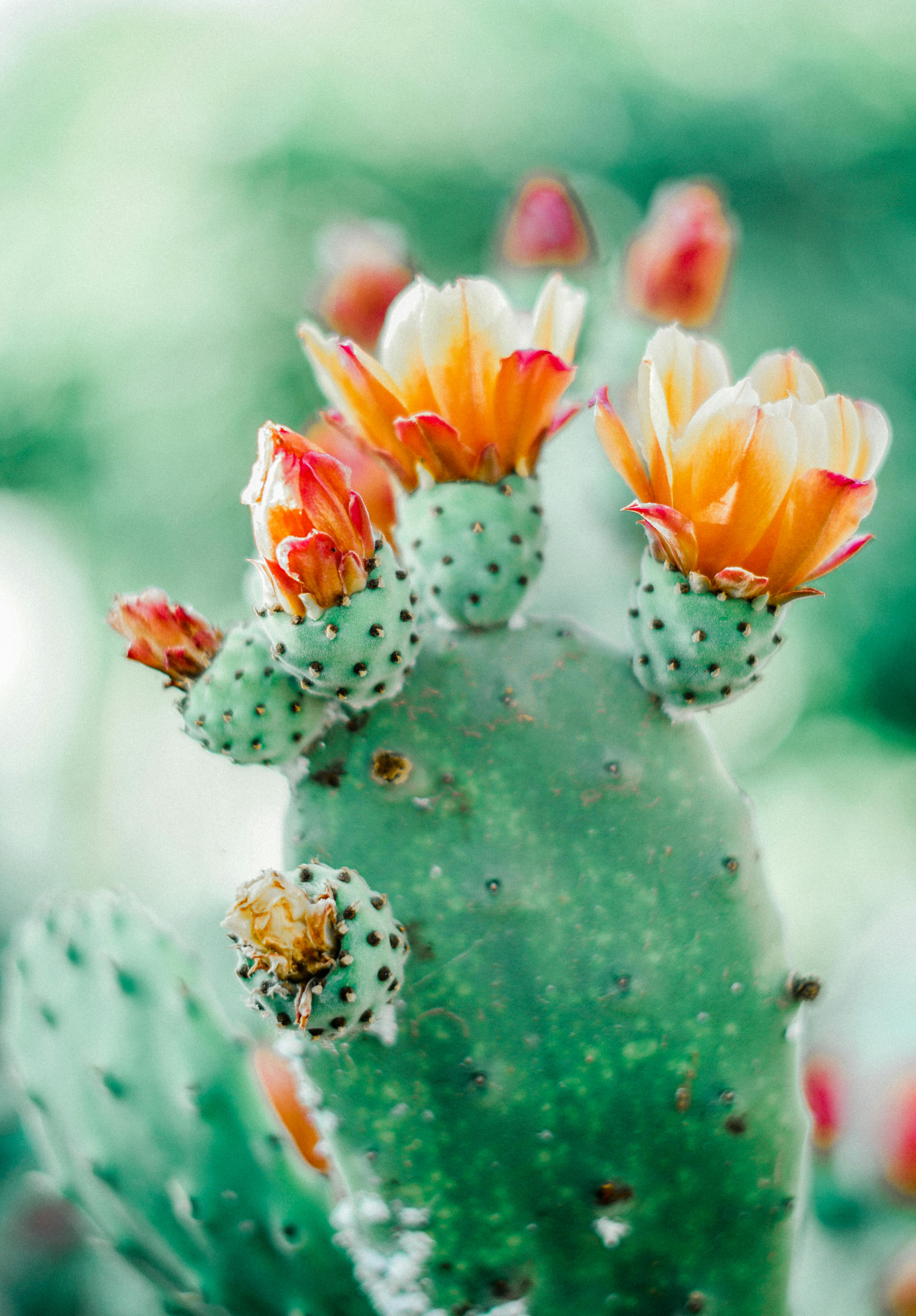 Cactus Gem Photos, Download The BEST Free Cactus Gem Stock Photos & HD ...