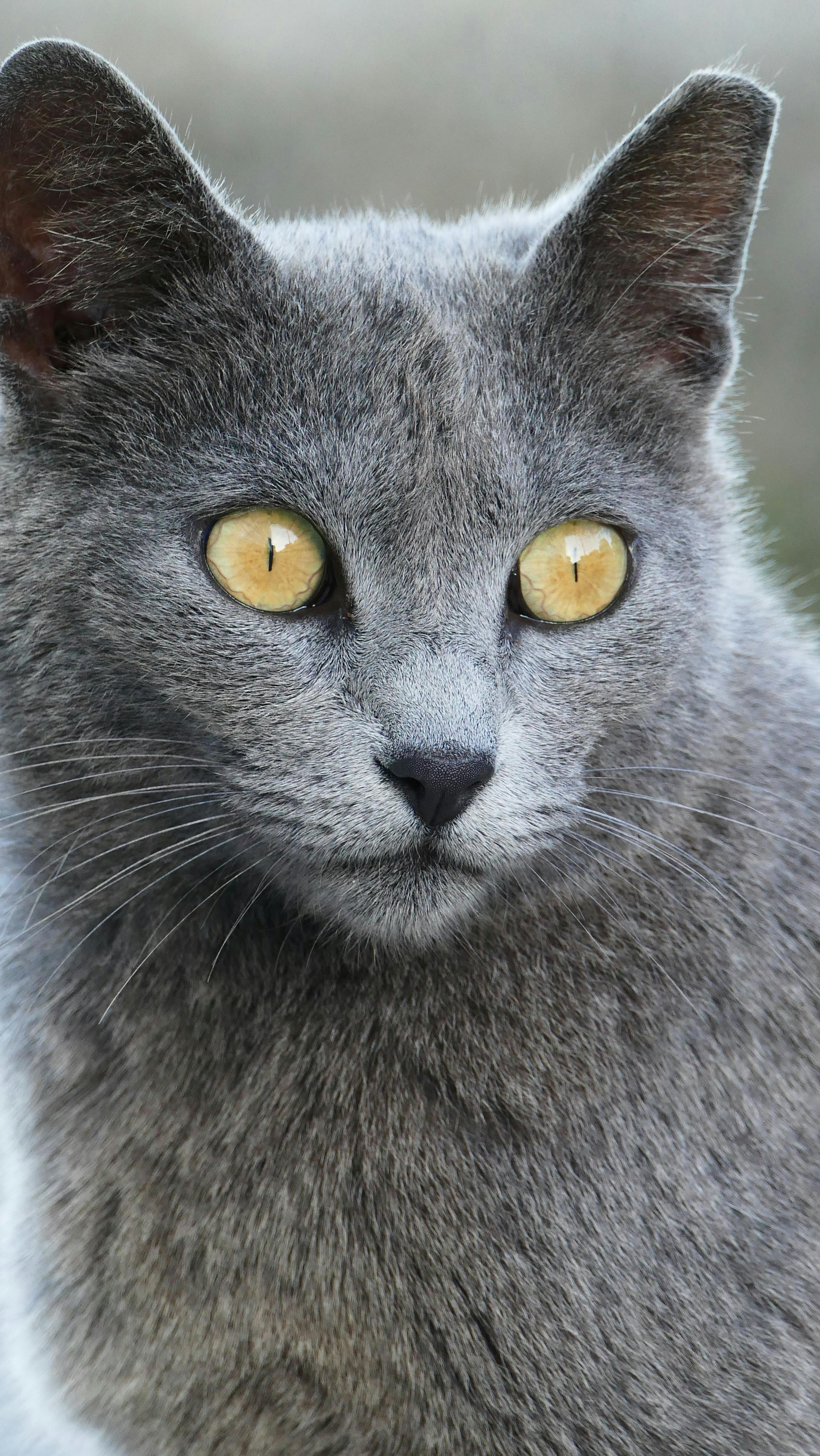 A Portrait of a Cat with Yellow Eyes · Free Stock Photo