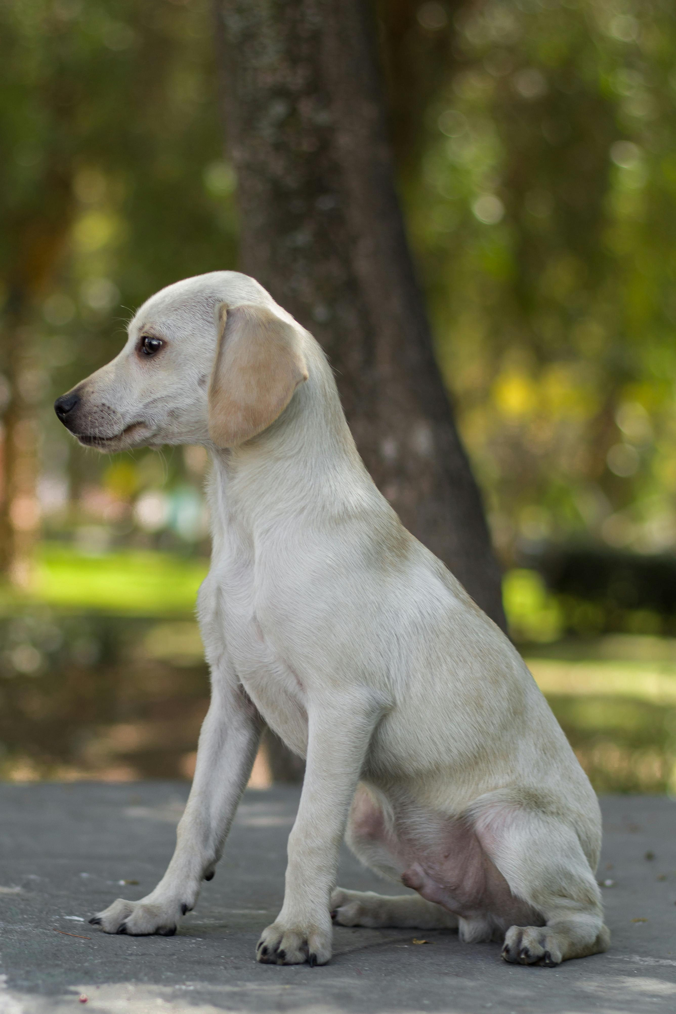 White Puppy of Labrador Retriever · Free Stock Photo