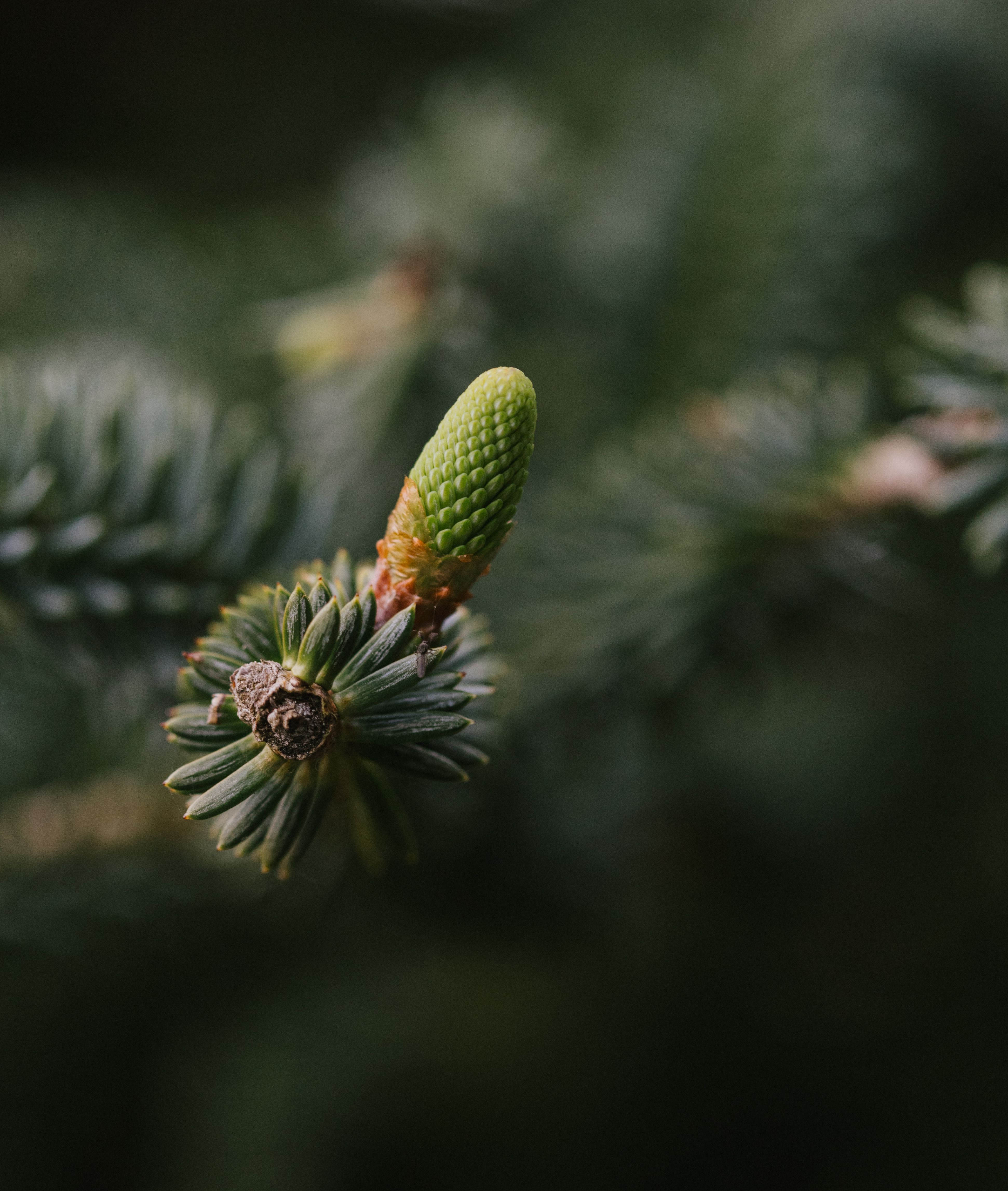 An Extreme Close-Up on Coniferous Branch · Free Stock Photo