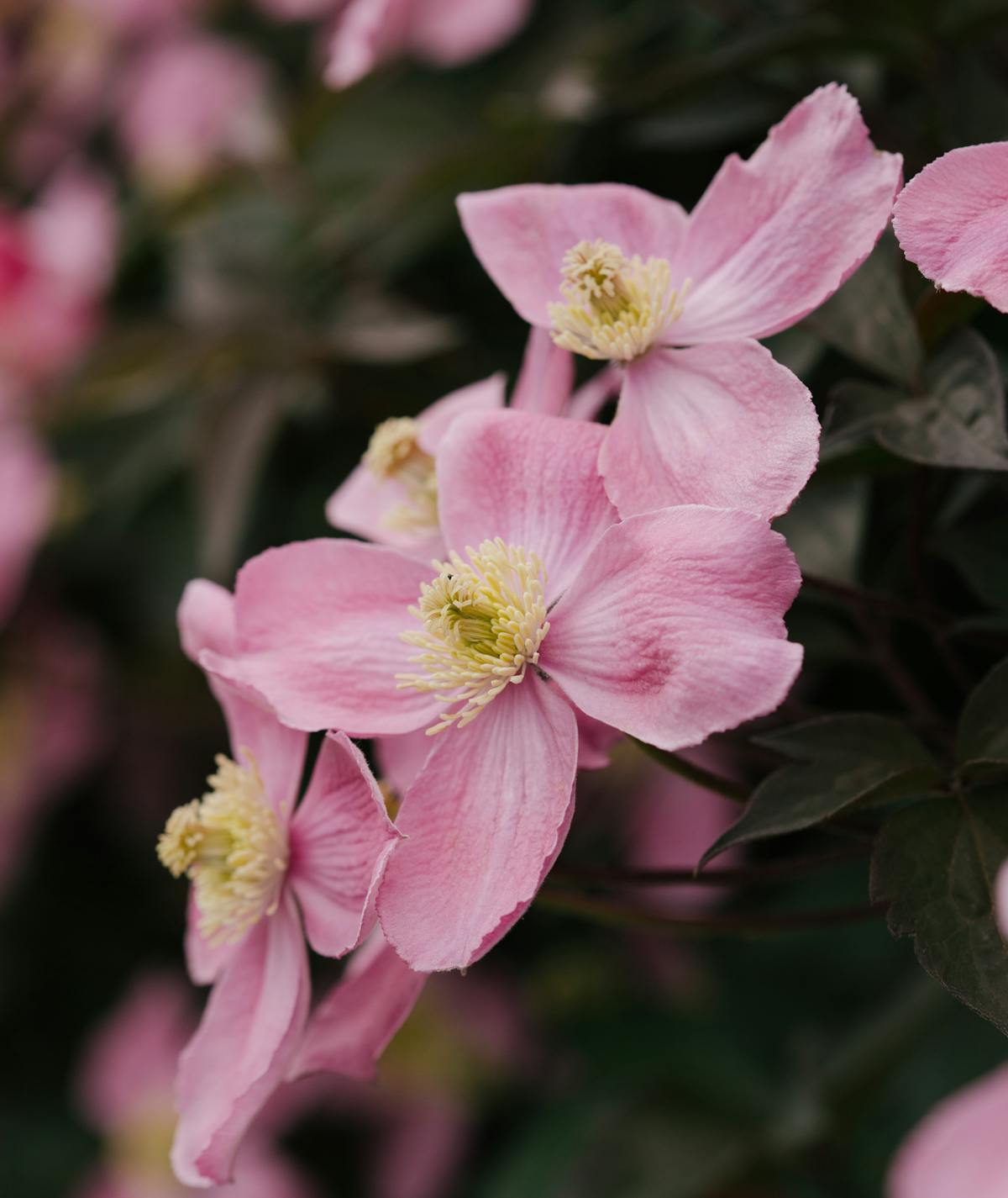 Clematis Photos, Download The BEST Free Clematis Stock Photos & HD Images
