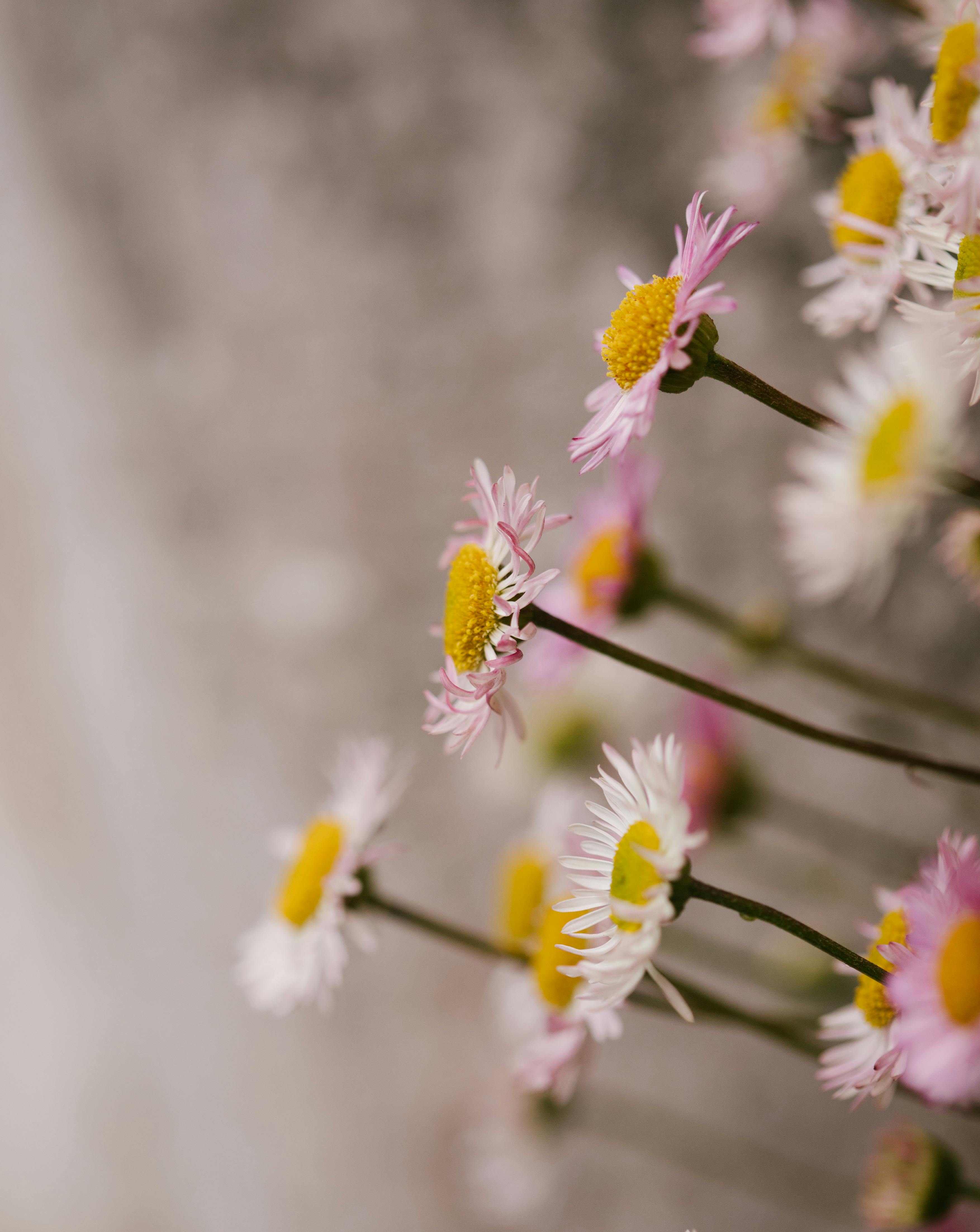 Close up of Chamomile Flowers · Free Stock Photo