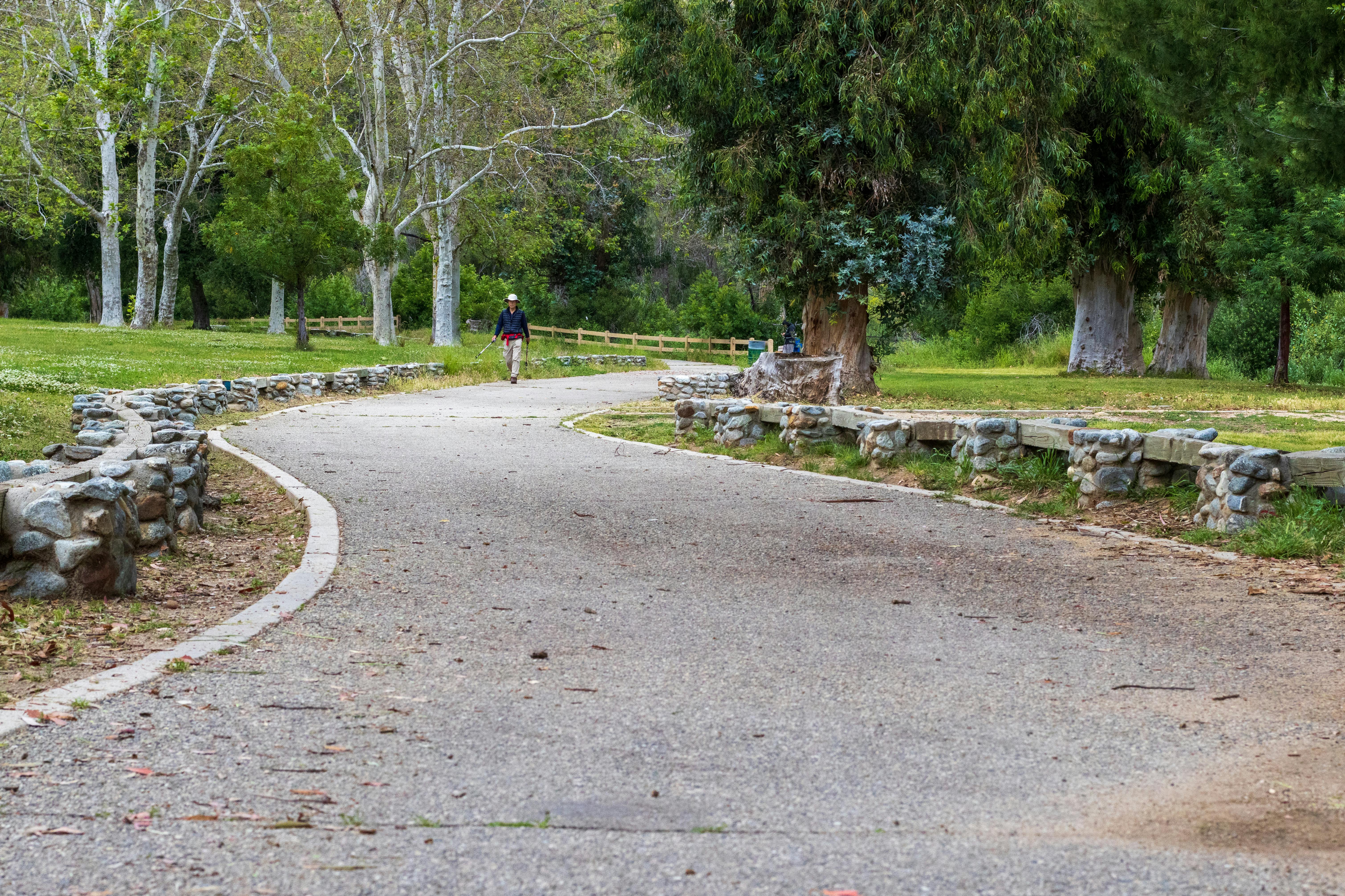 Beautiful Pink Flowers in Park · Free Stock Photo