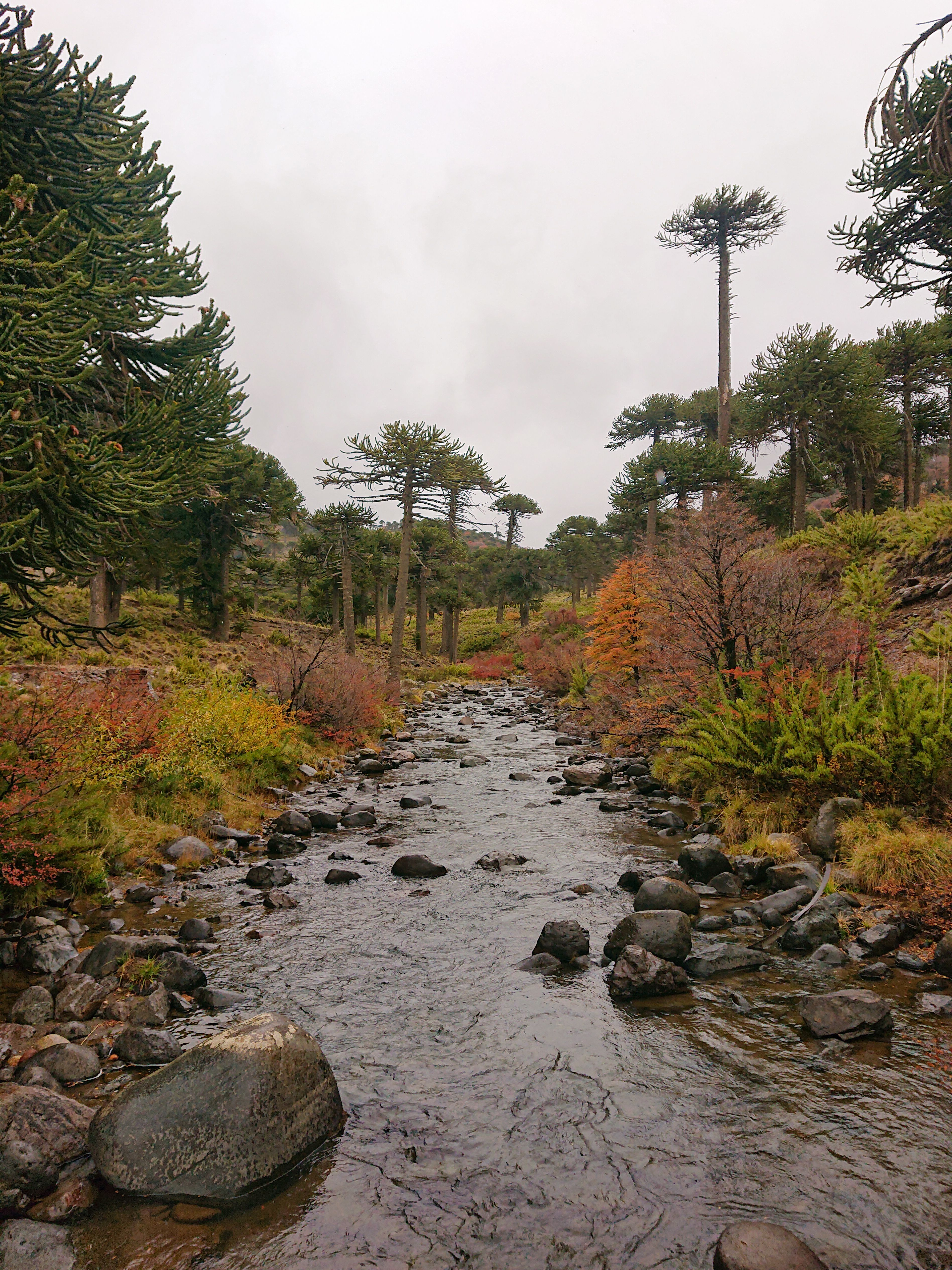 Stream and Trees · Free Stock Photo
