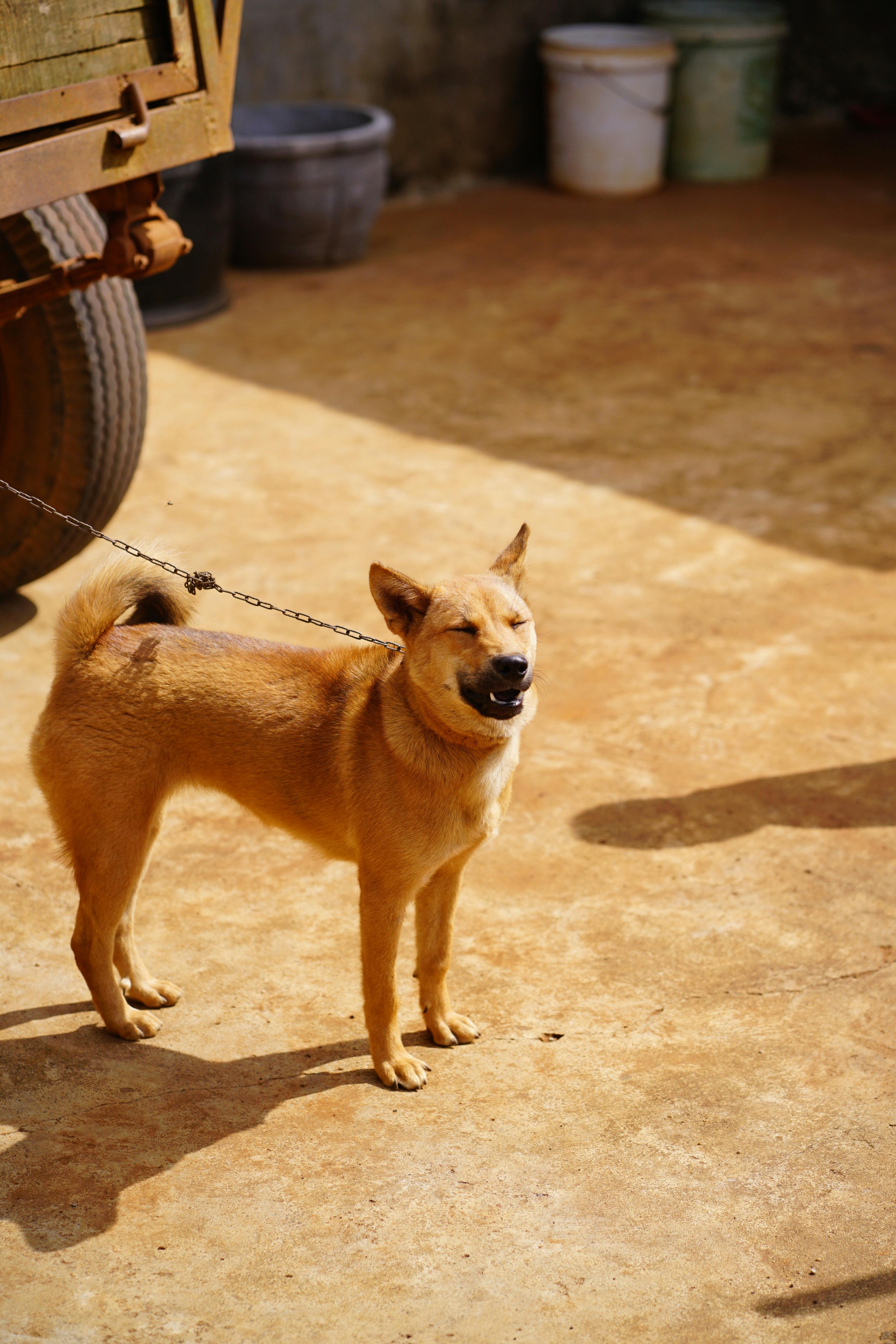 Dog on Chain · Free Stock Photo
