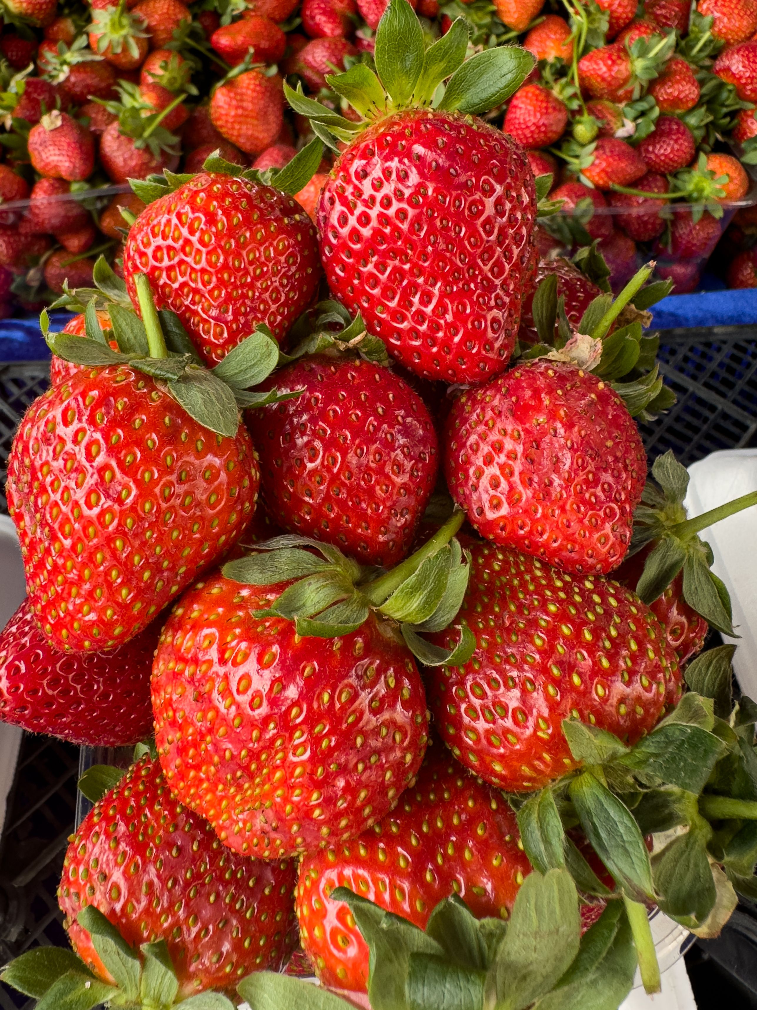 Irrigation Strawberries Photos, Download The BEST Free Irrigation ...