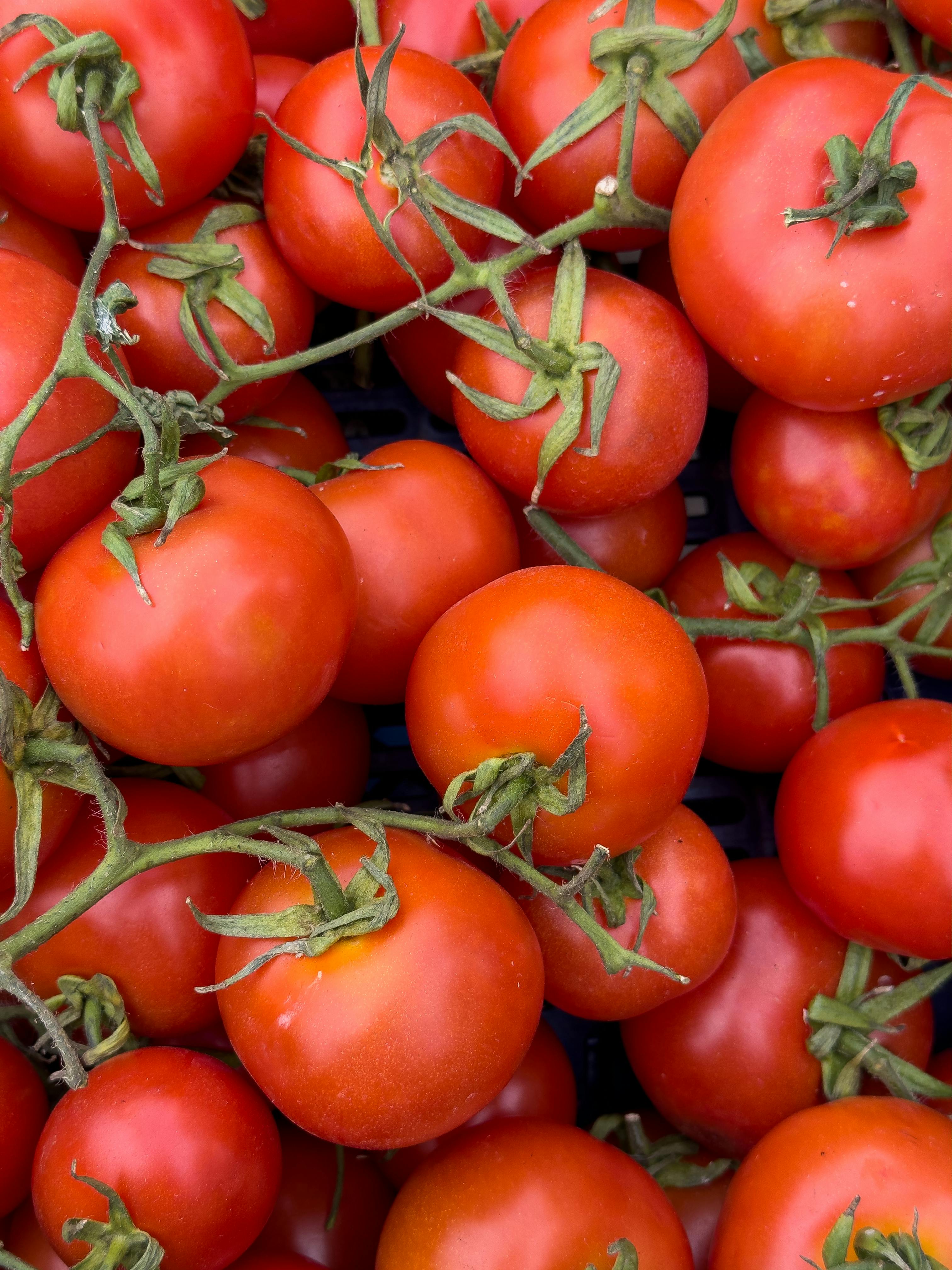 Close-up Photography of Tomatoes · Free Stock Photo