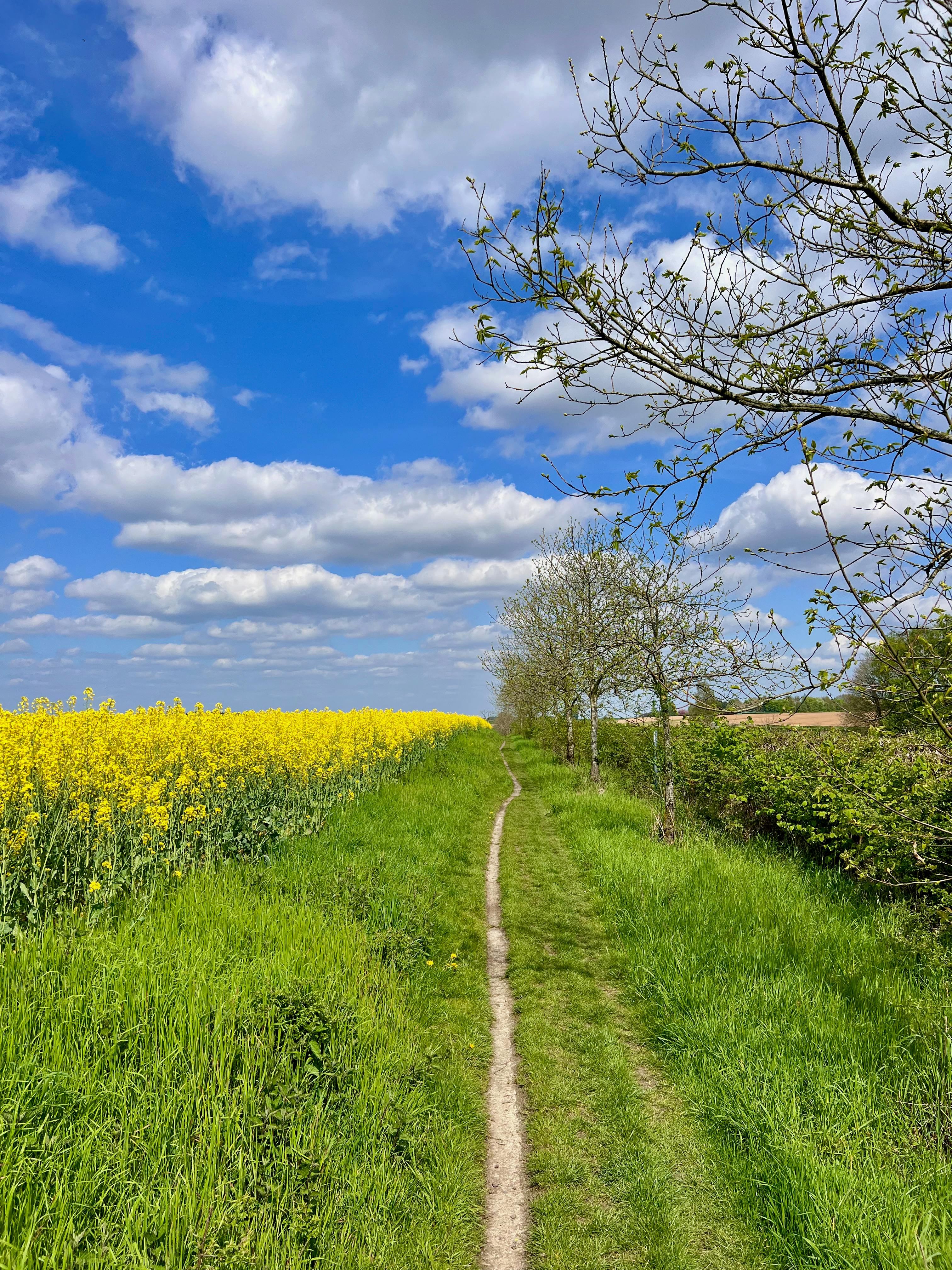 Footpath among Fields · Free Stock Photo