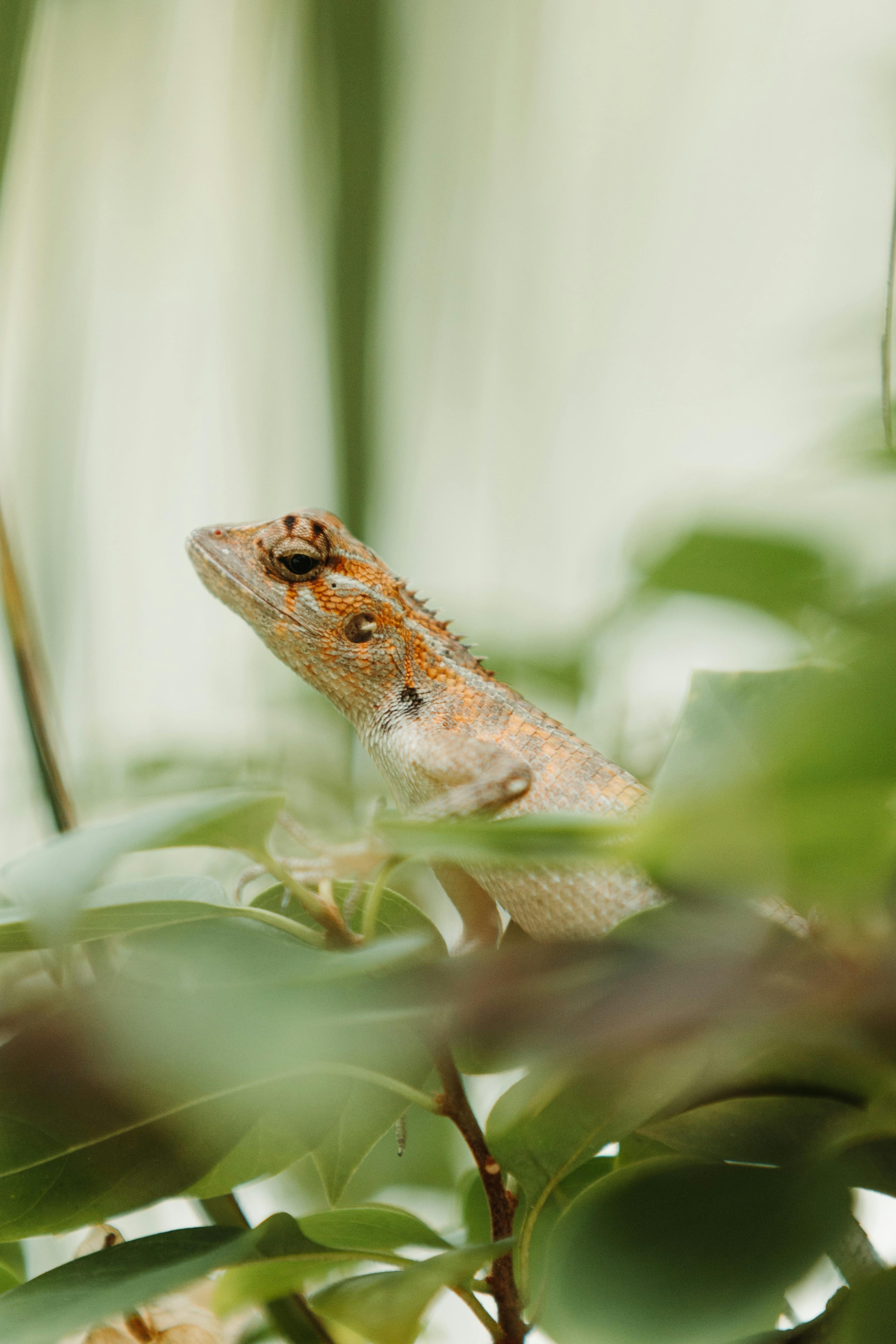 Lizard on Leaves · Free Stock Photo