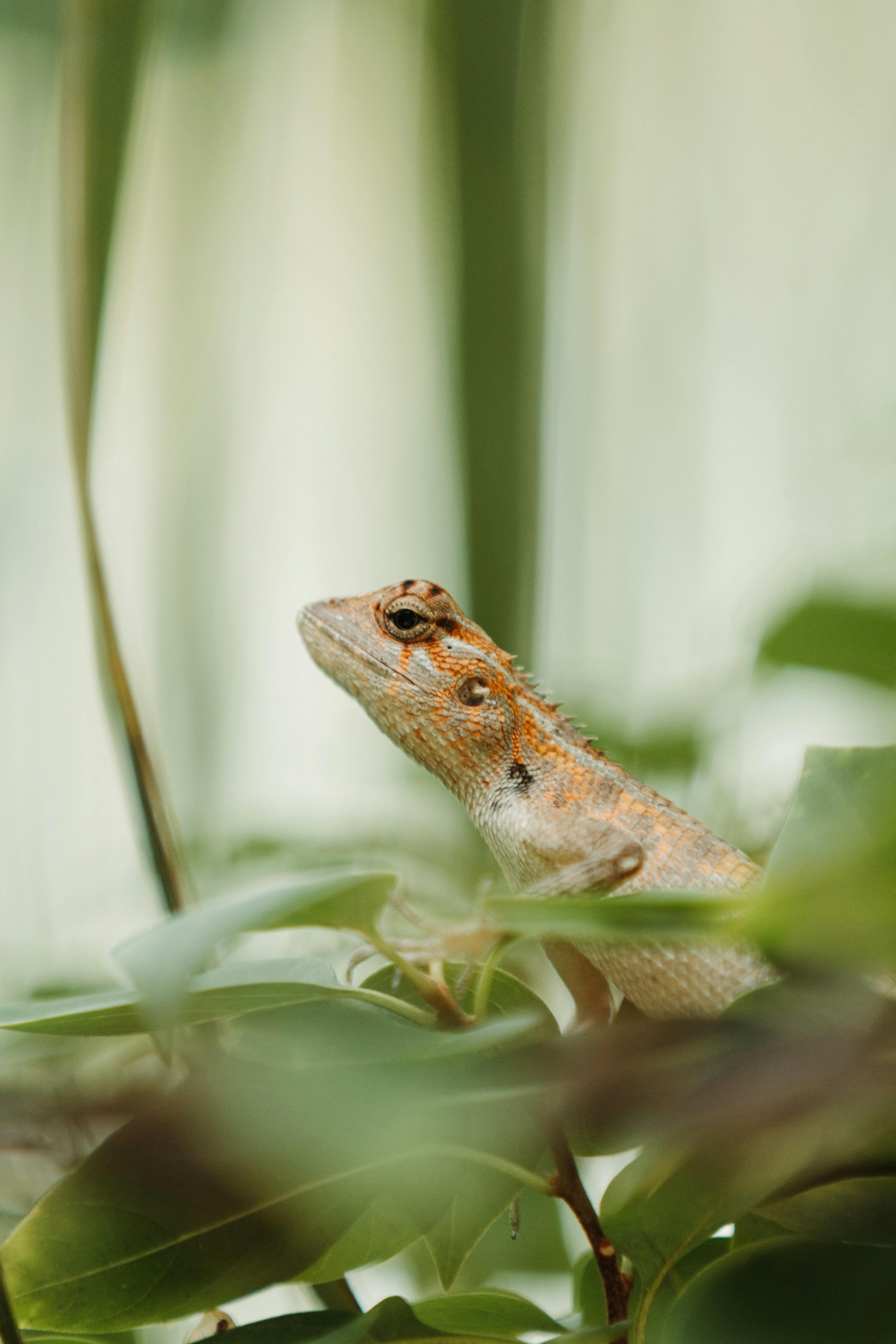 Lizard on Leaves of Tree · Free Stock Photo