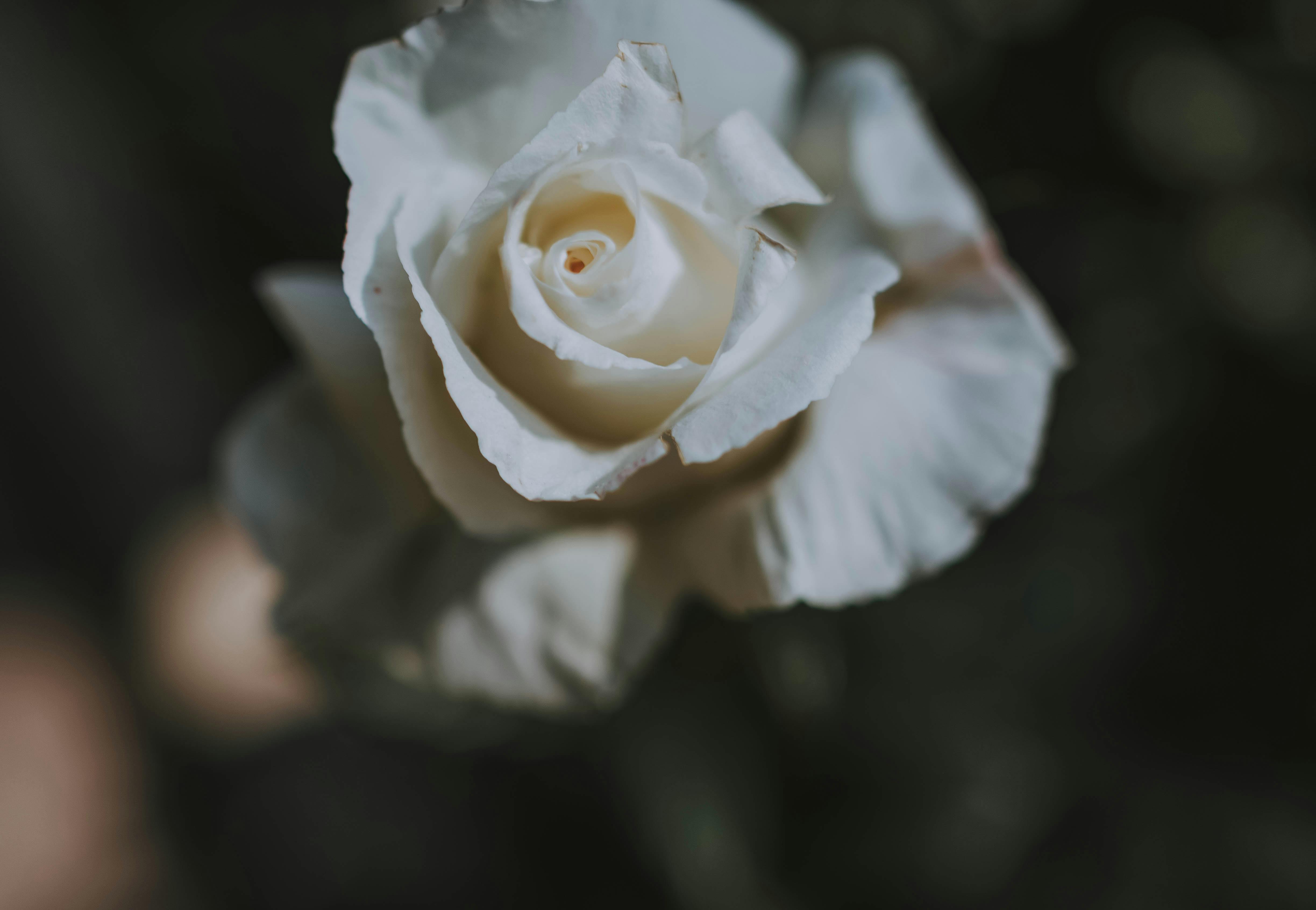 A White Rose in Bloom · Free Stock Photo