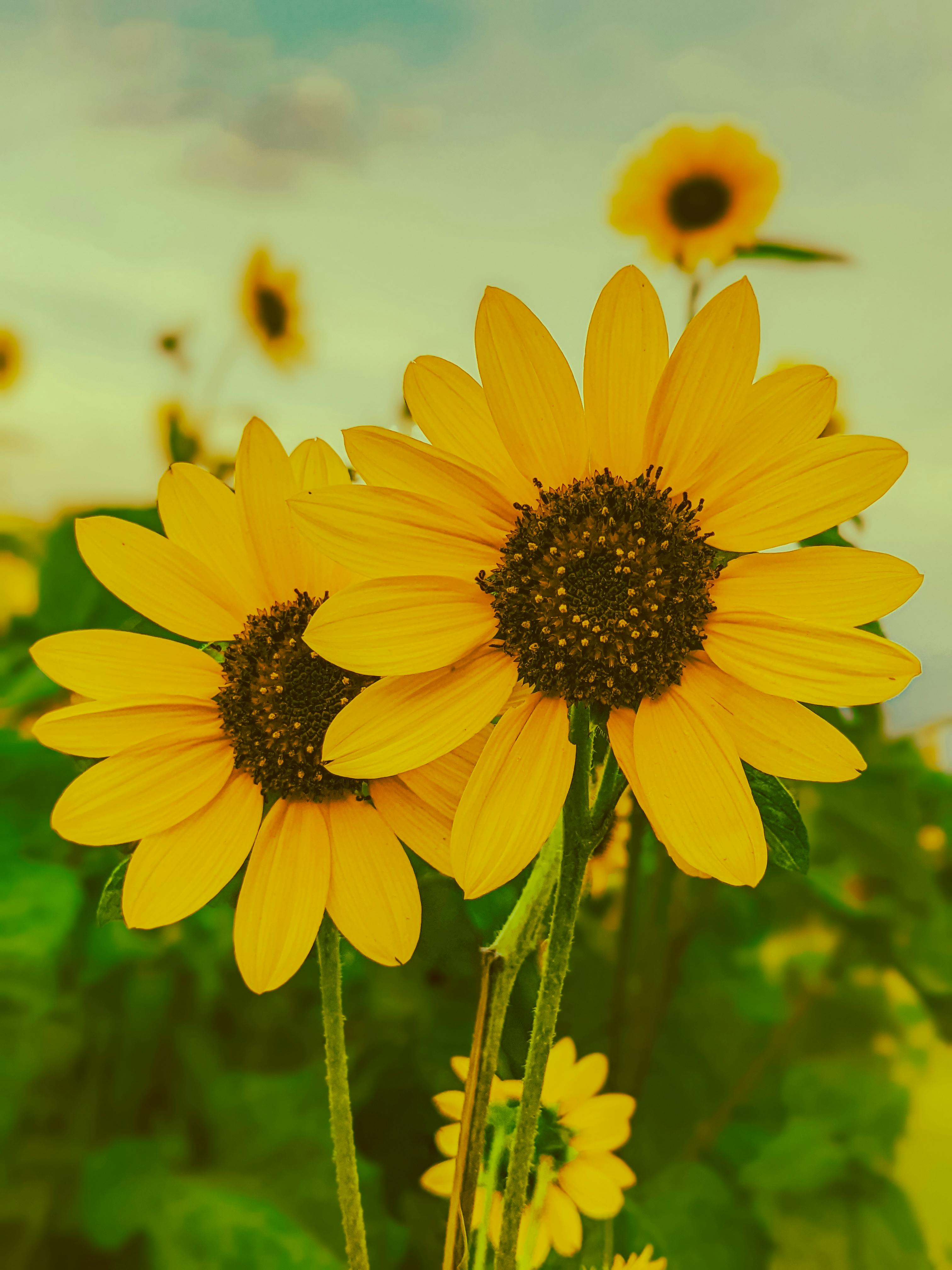 Muhammad Taha - 摄影