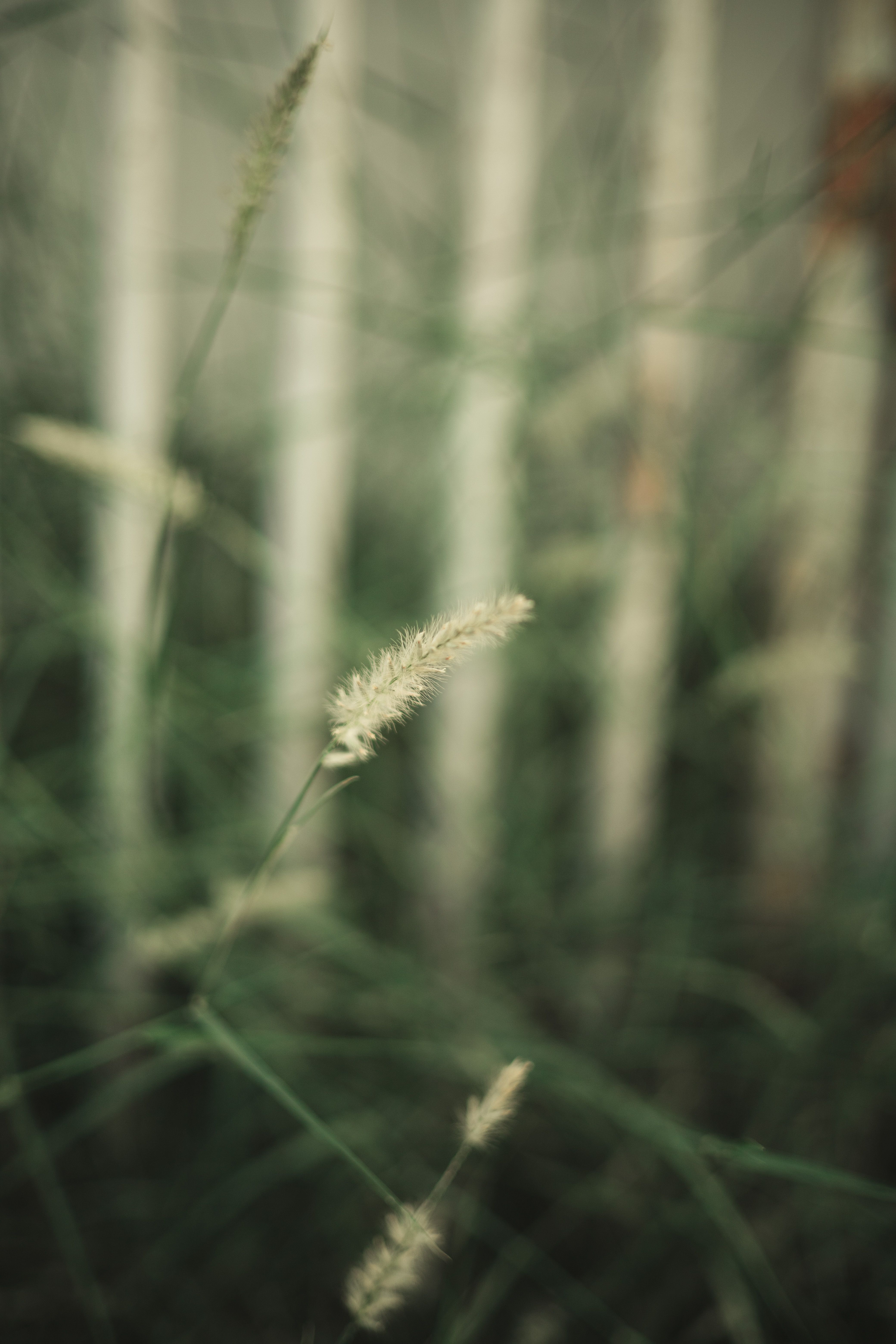 Thin Plant in Nature · Free Stock Photo