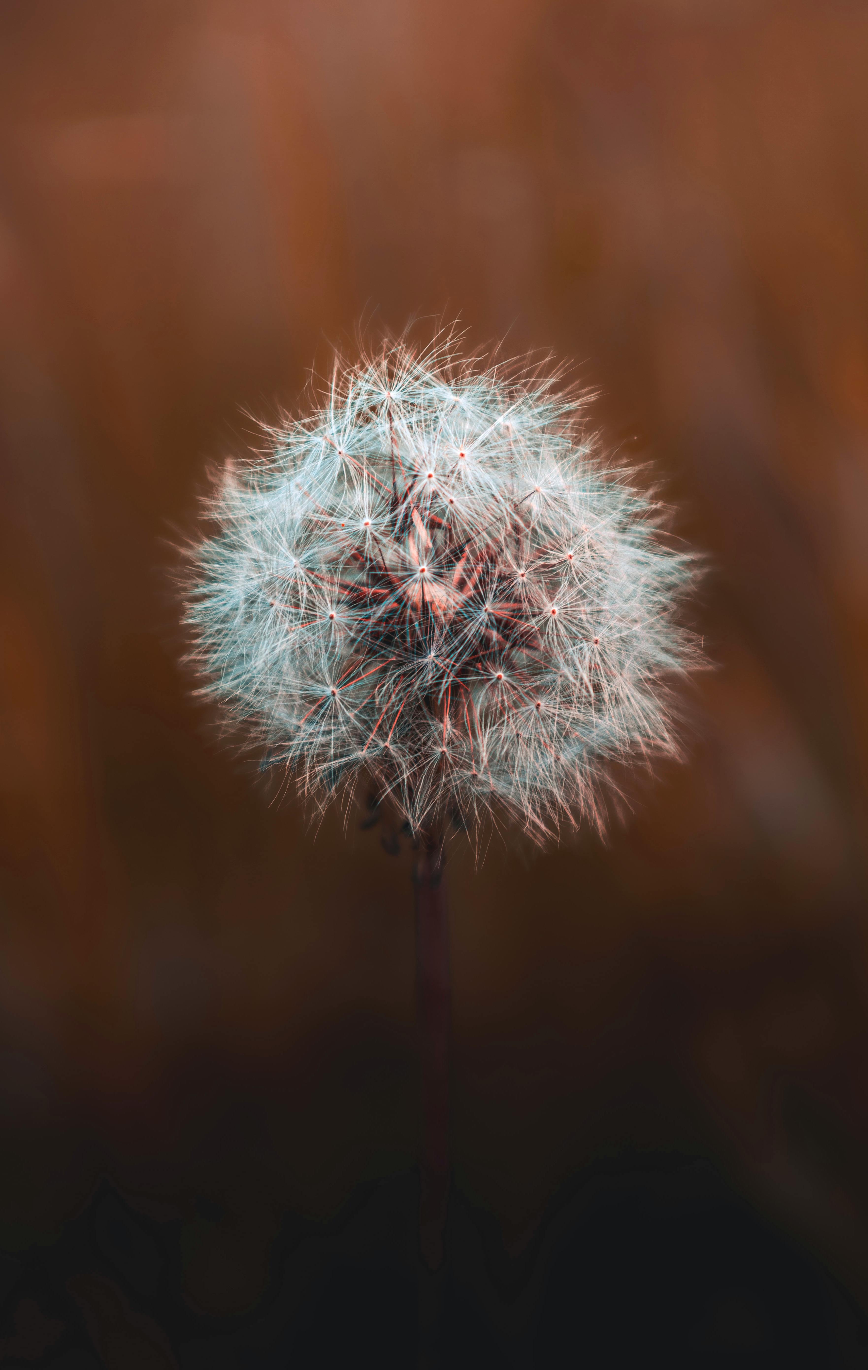 Weed Plant 4k Wallpaper Photos, Download The BEST Free Weed Plant 4k ...