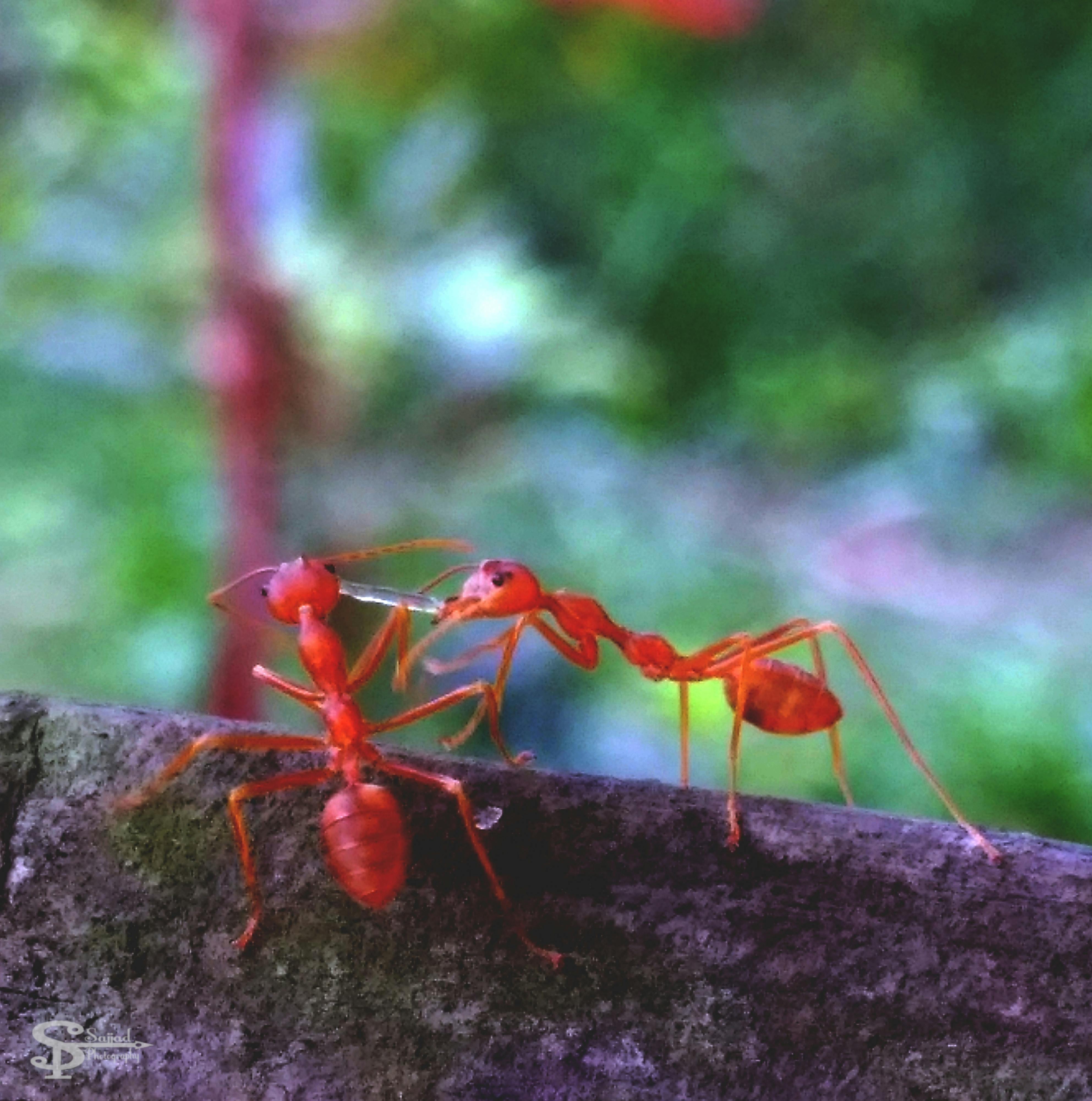 Md Sajjad Hossain · Photography