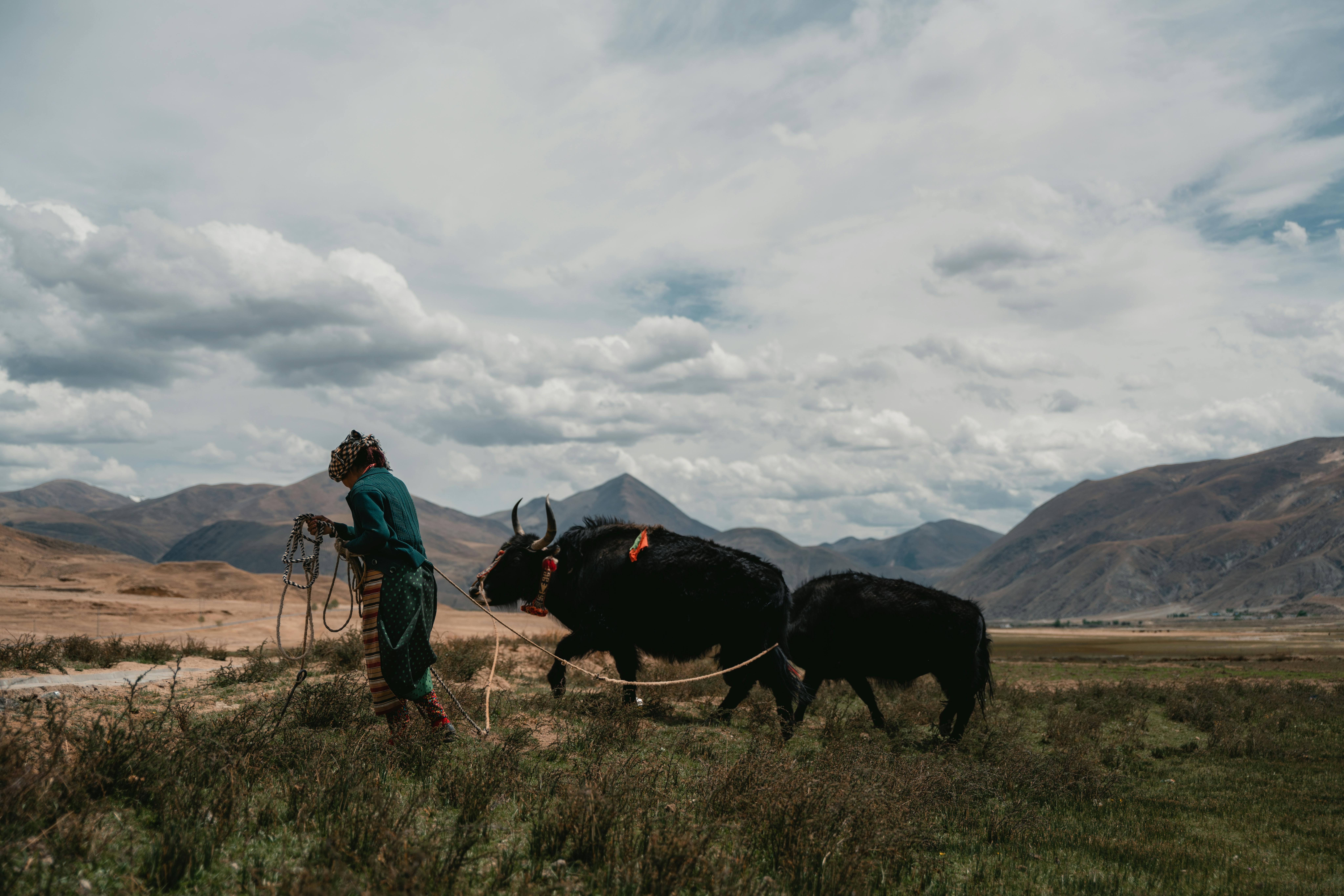 Free stock photo of agriculture, cattle, cow