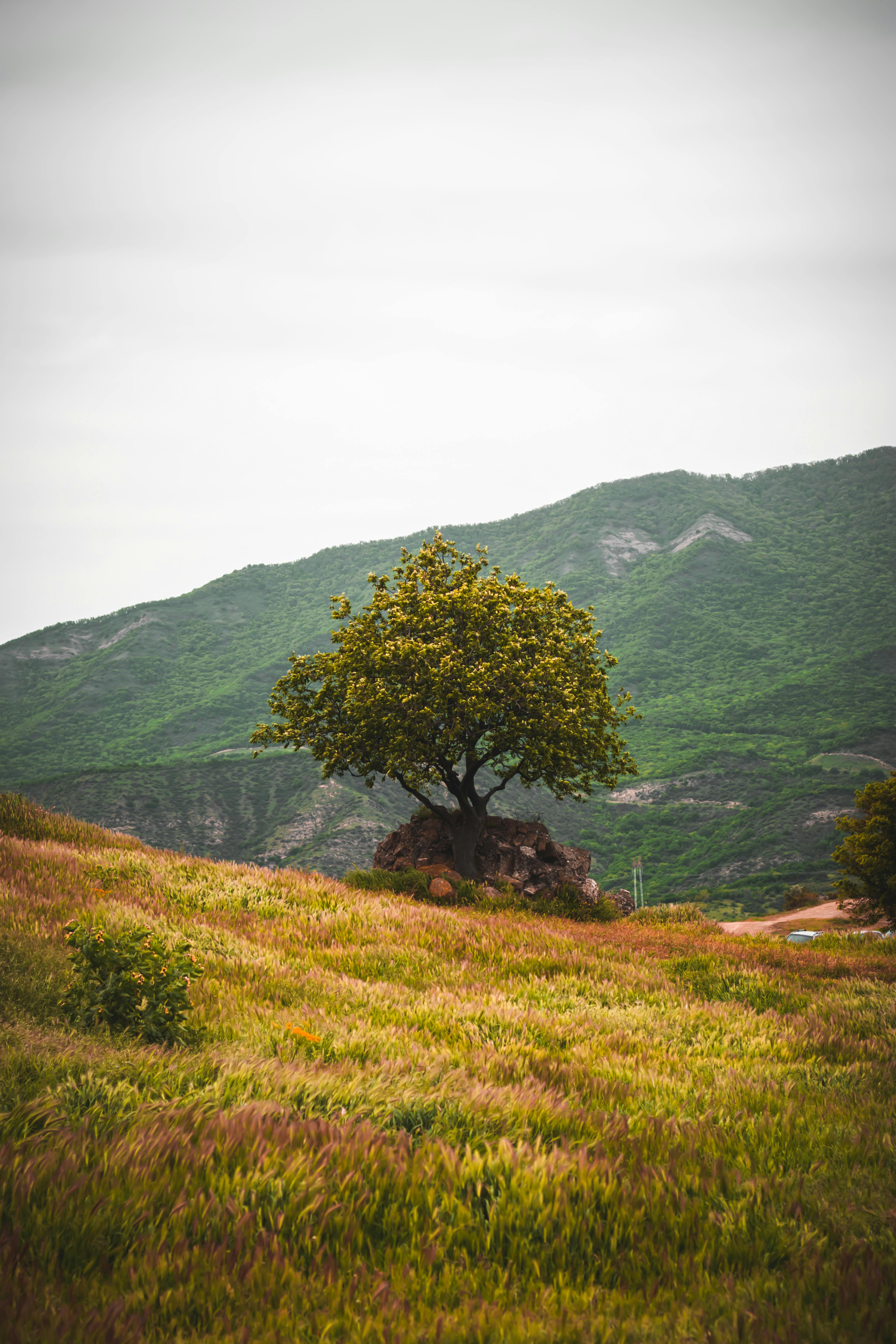 Lone Tree in a Grass Land wiht Mountains in the Distance · Free Stock Photo