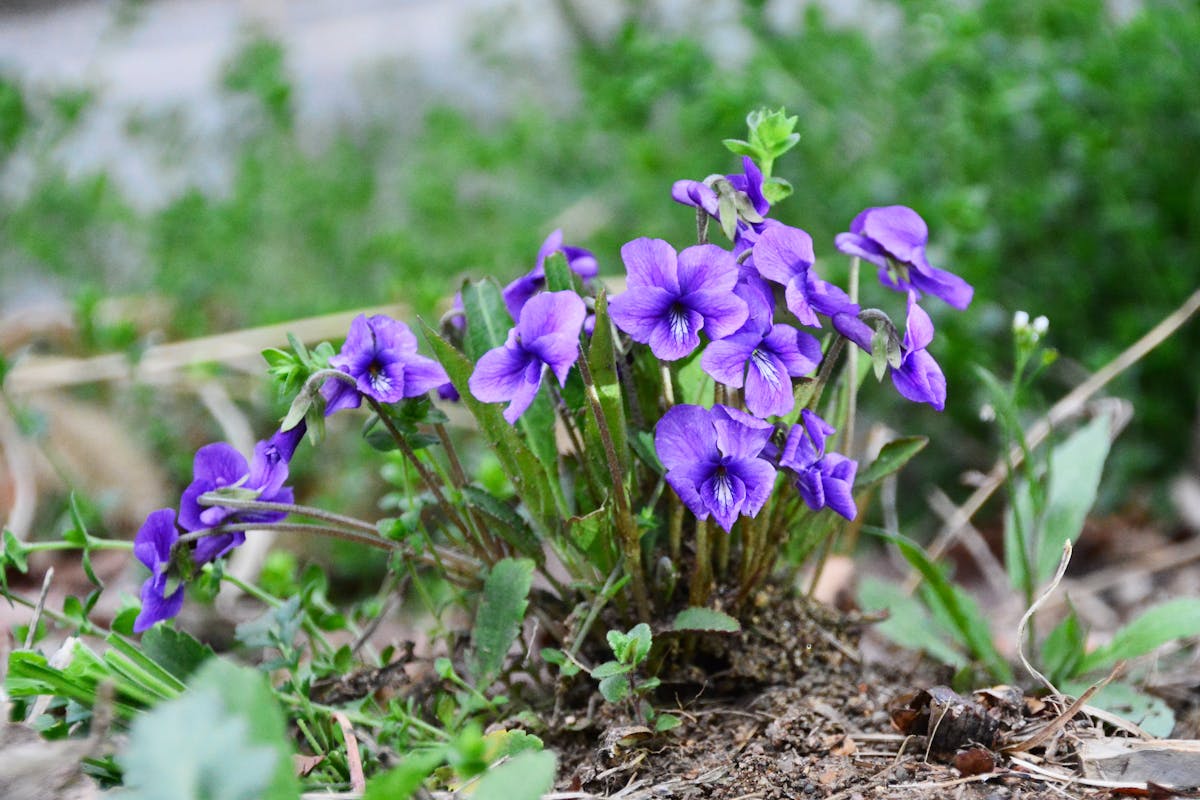 Violets Photos, Download The BEST Free Violets Stock Photos & HD Images