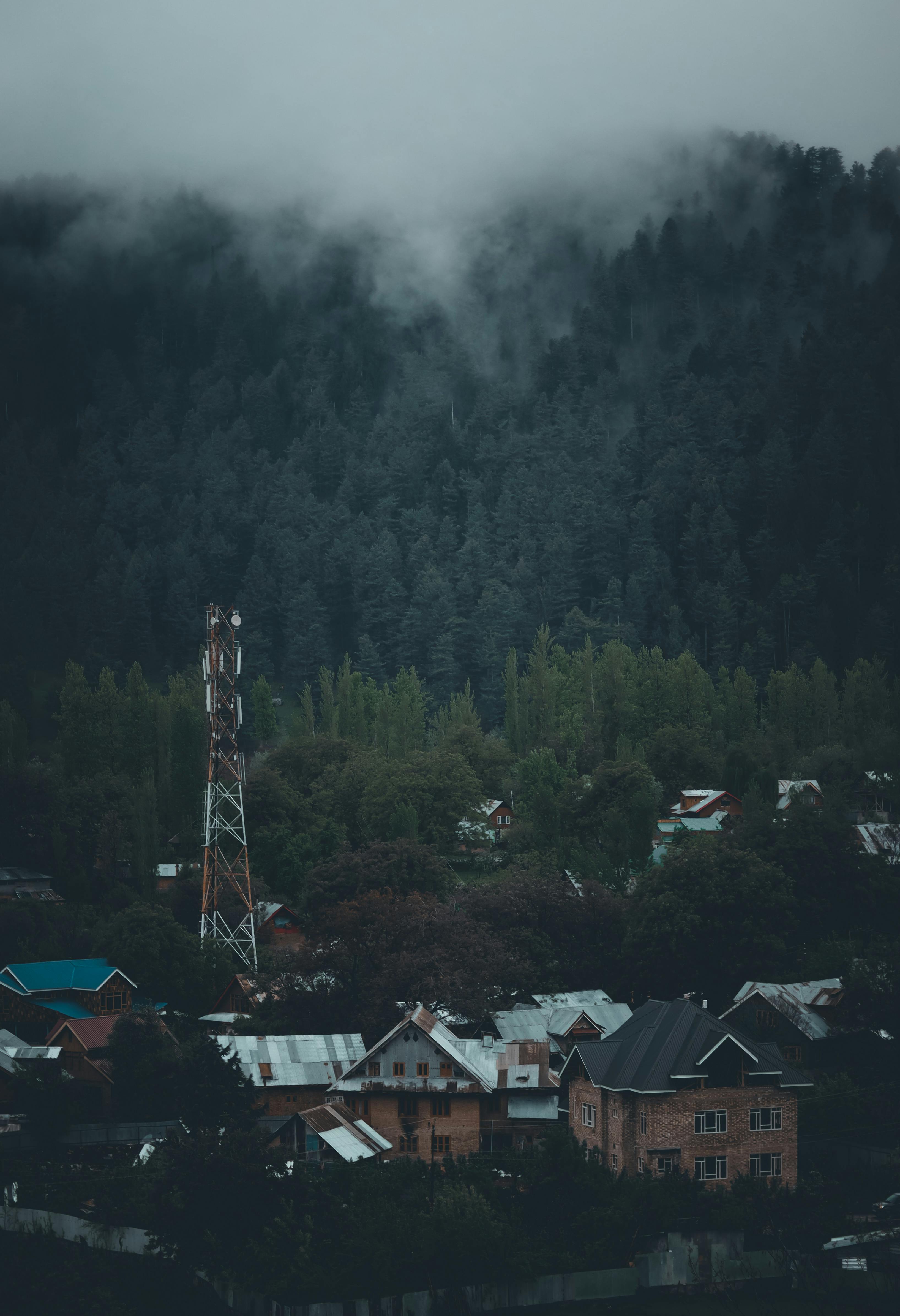 Raw Foggy Forest Photos, Download The BEST Free Raw Foggy Forest Stock ...