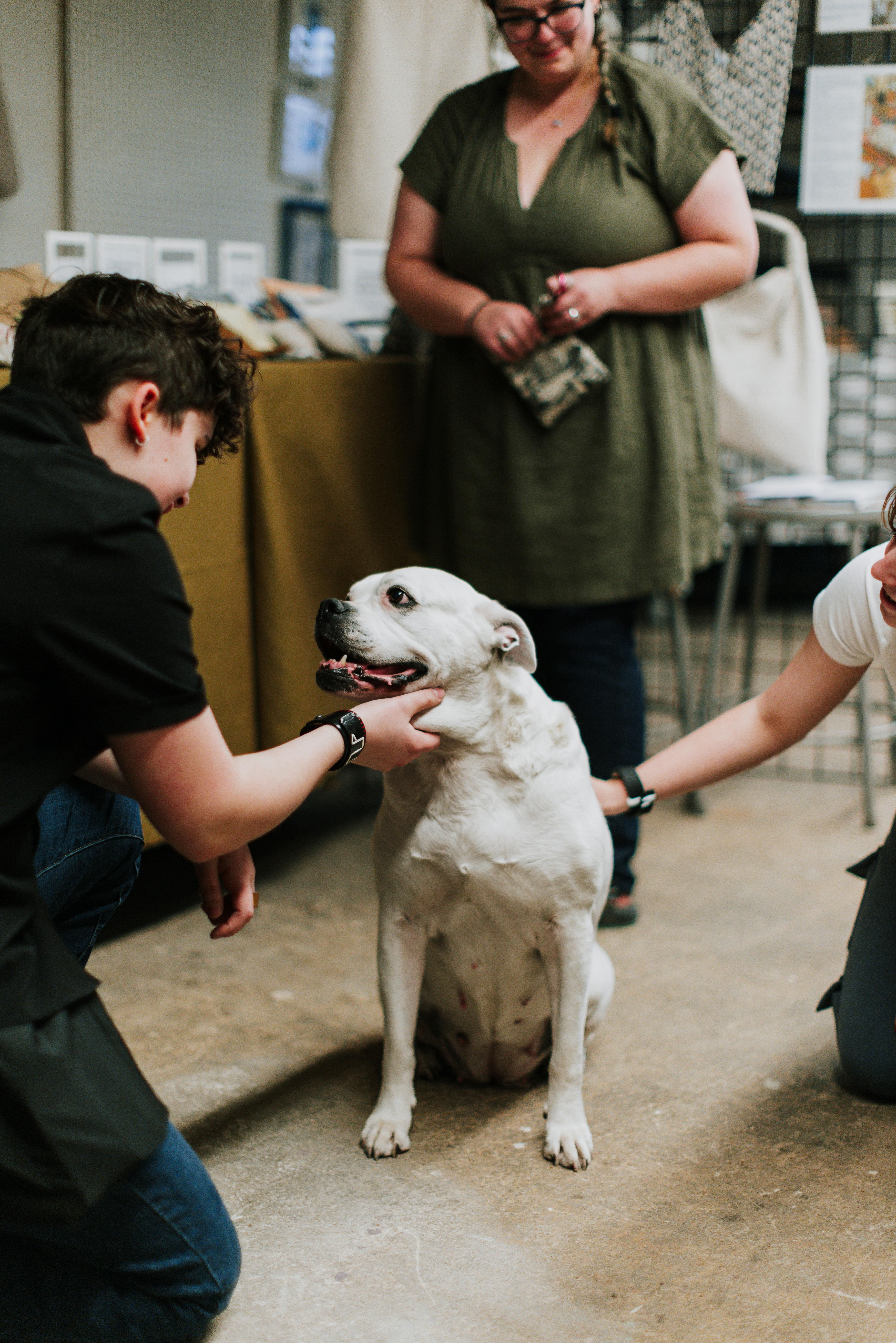 People Petting a Dog · Free Stock Photo