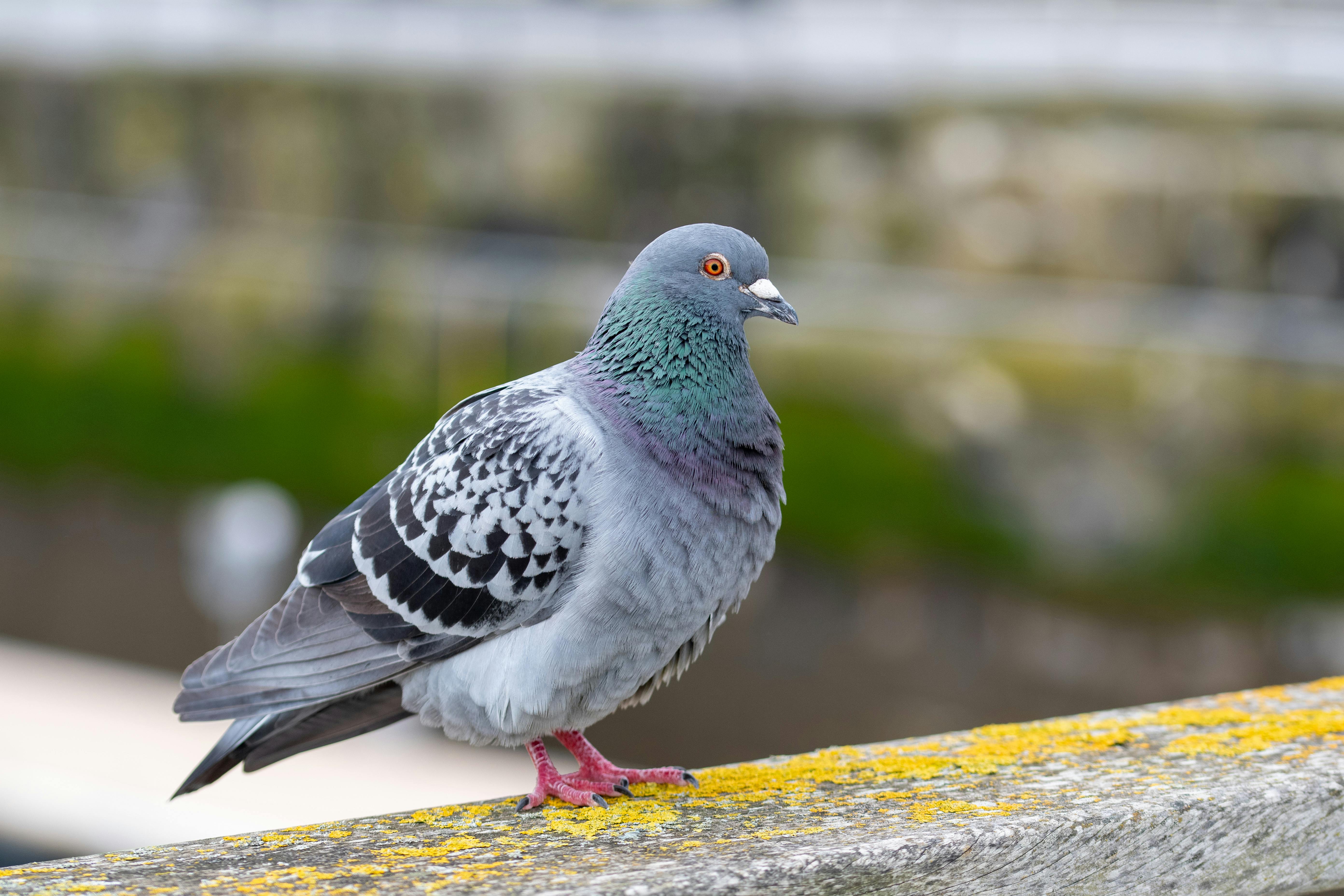 Pigeon on Wall · Free Stock Photo