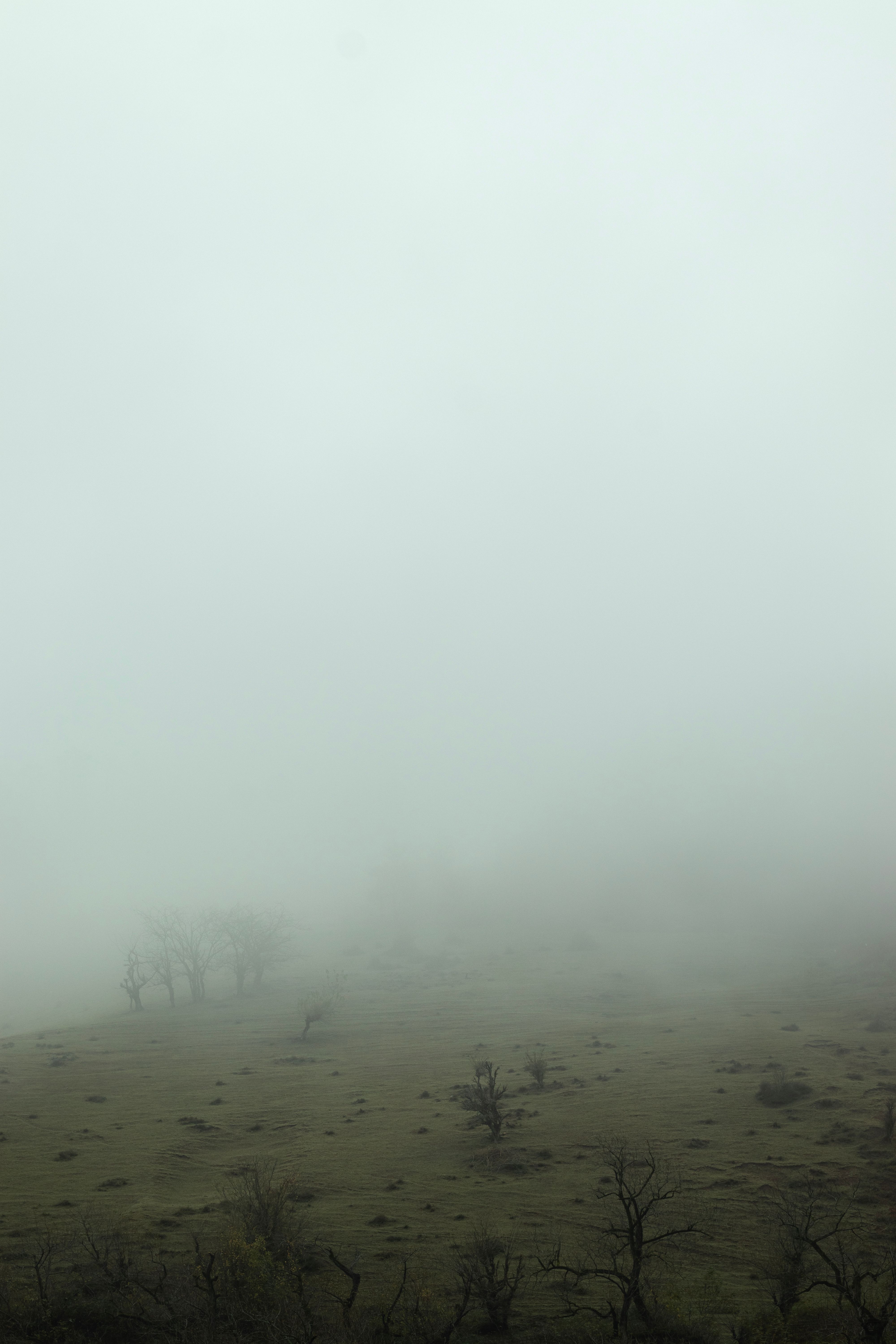 Dense Fog over a Field · Free Stock Photo