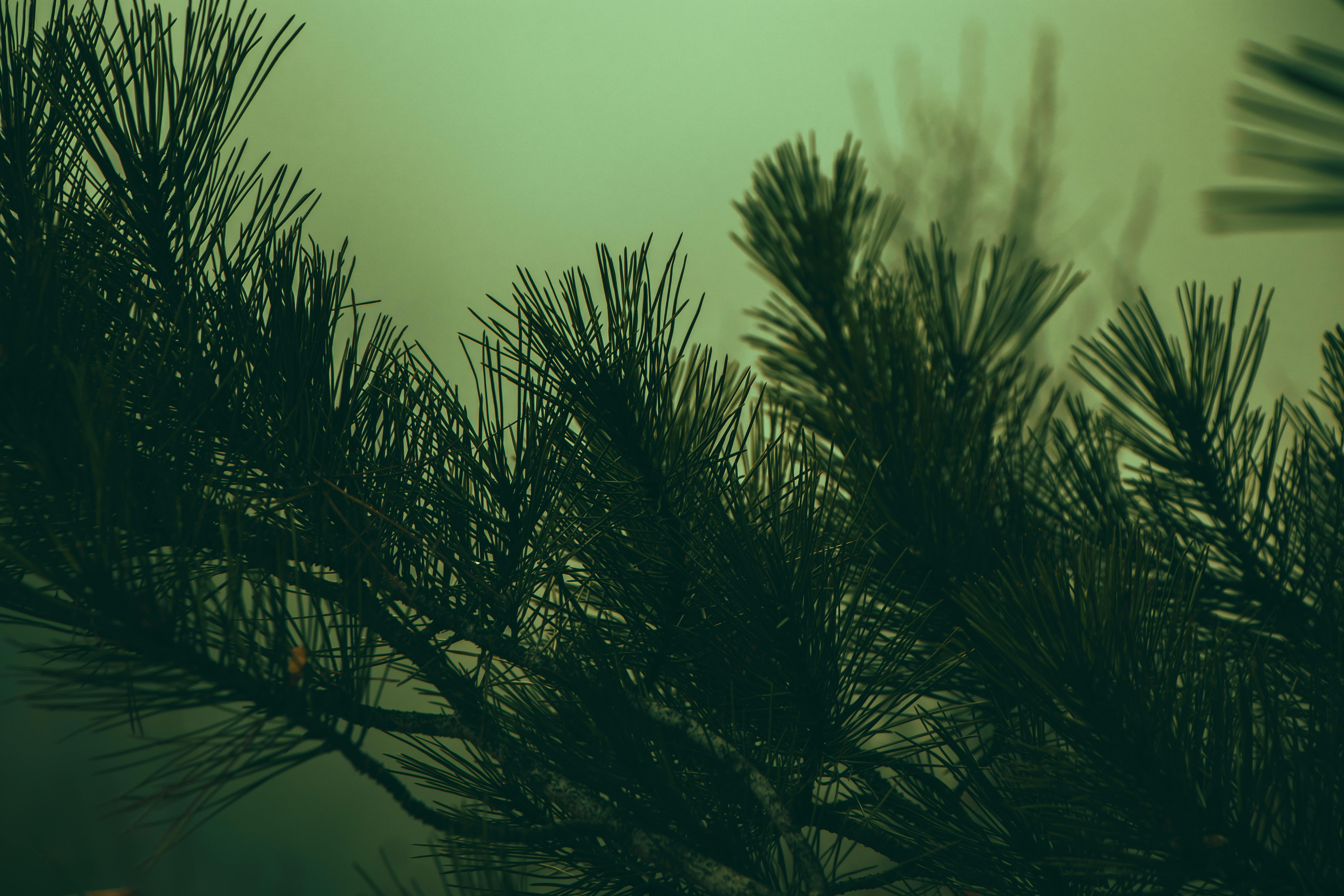 Close-up of Needles on a Coniferous Tree Branch · Free Stock Photo