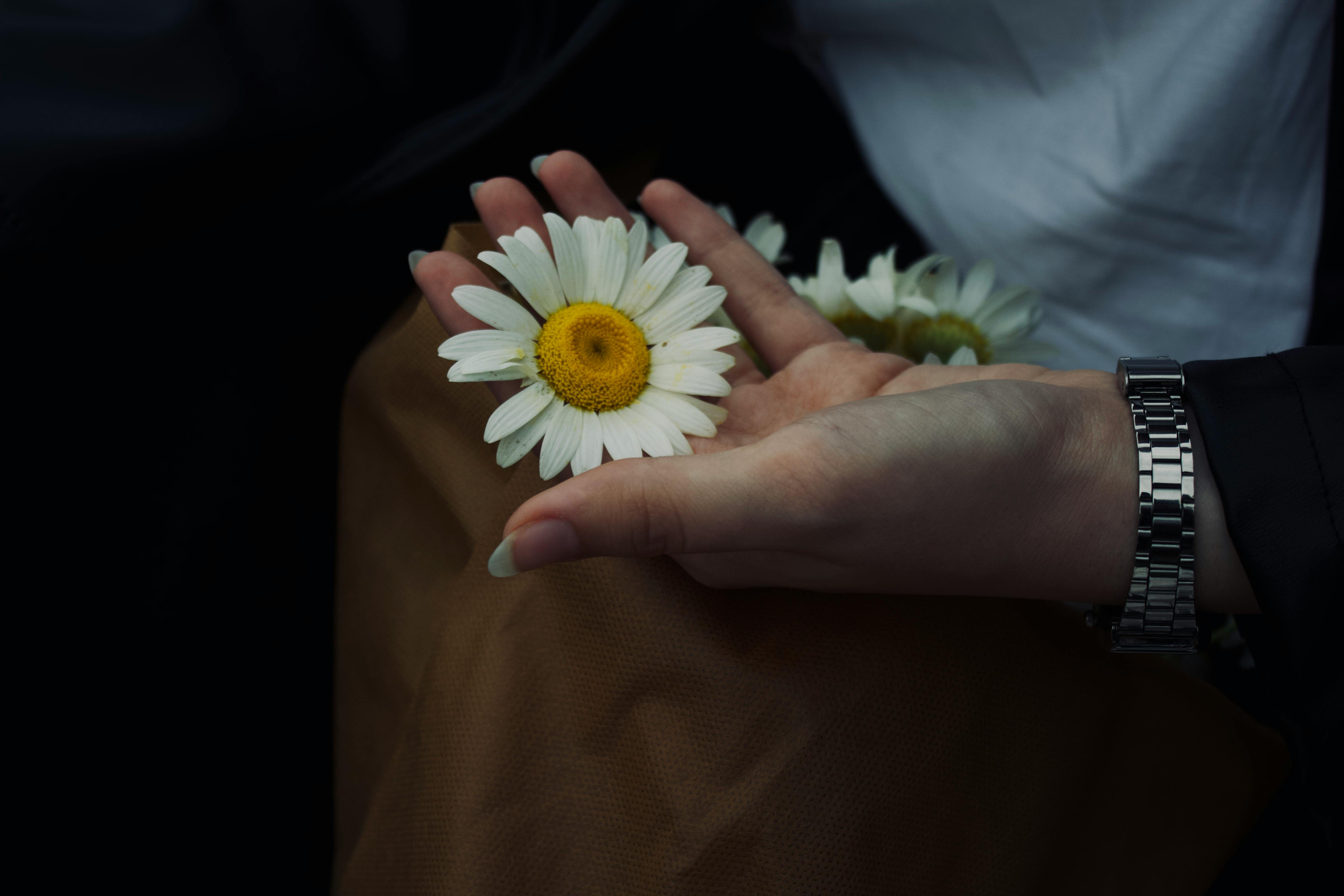 Photo of Person's Hand Holding Flowers · Free Stock Photo