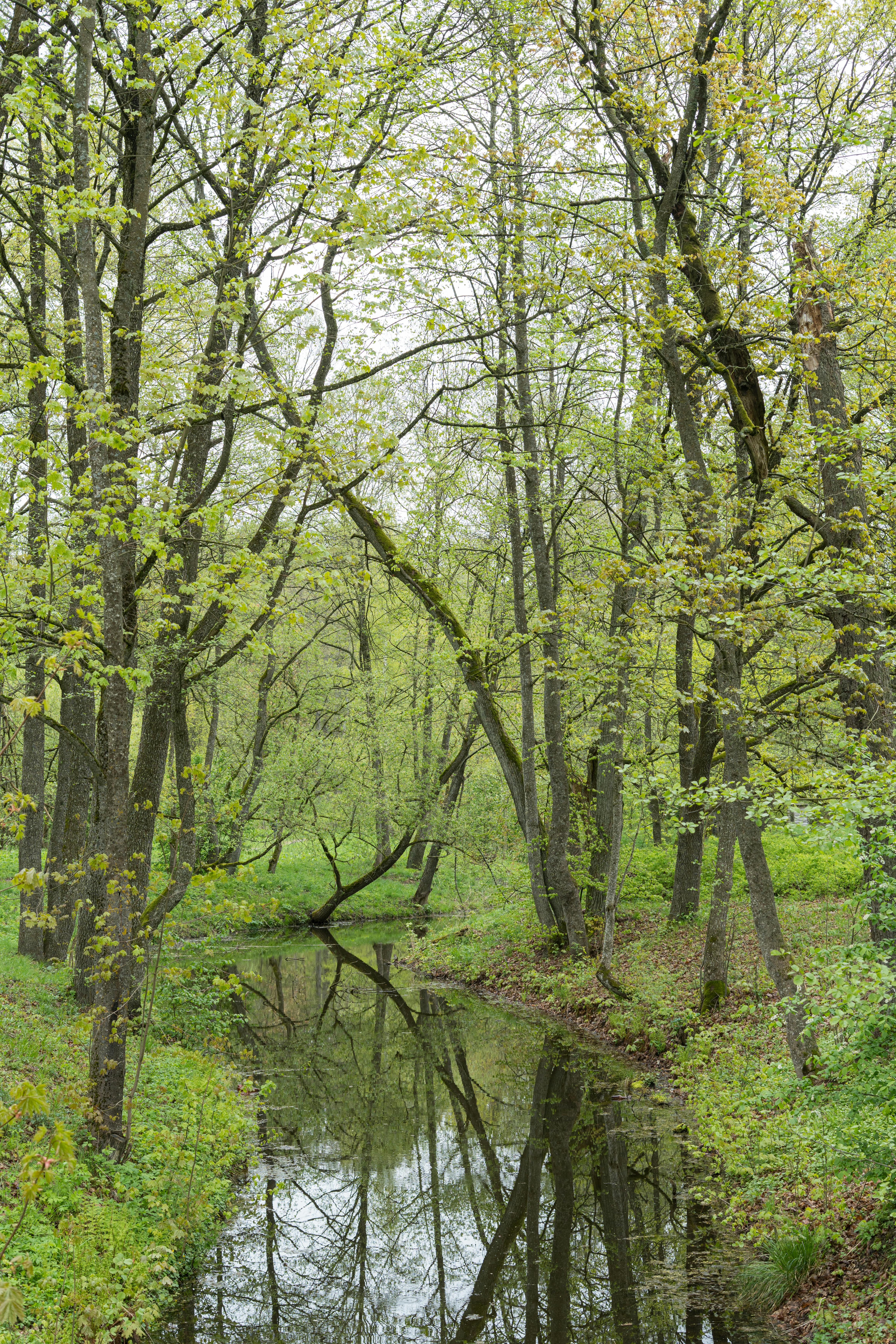 Green Trees around River · Free Stock Photo