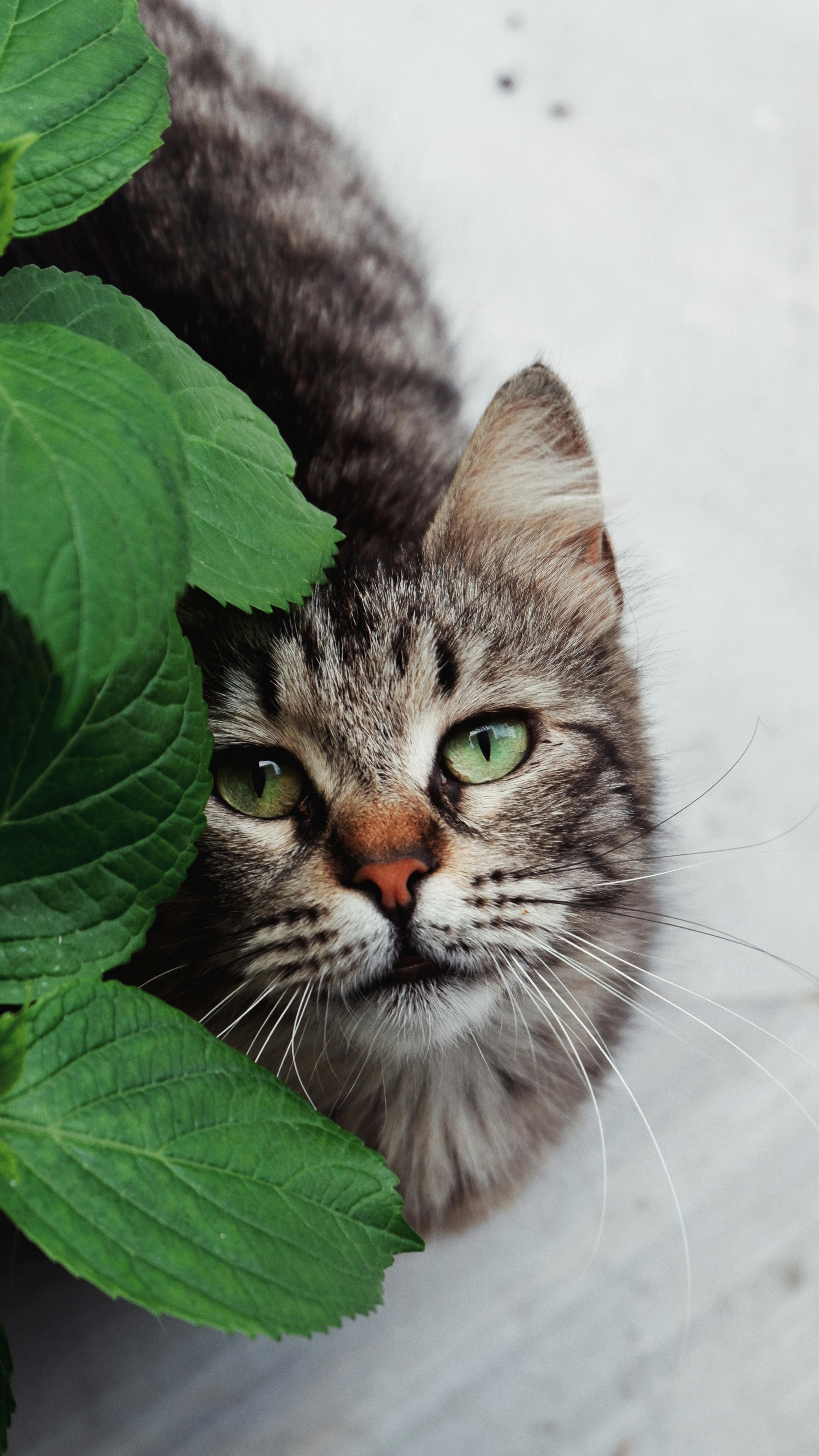 Head Up High Photos, Download The BEST Free Head Up High Stock Photos ...