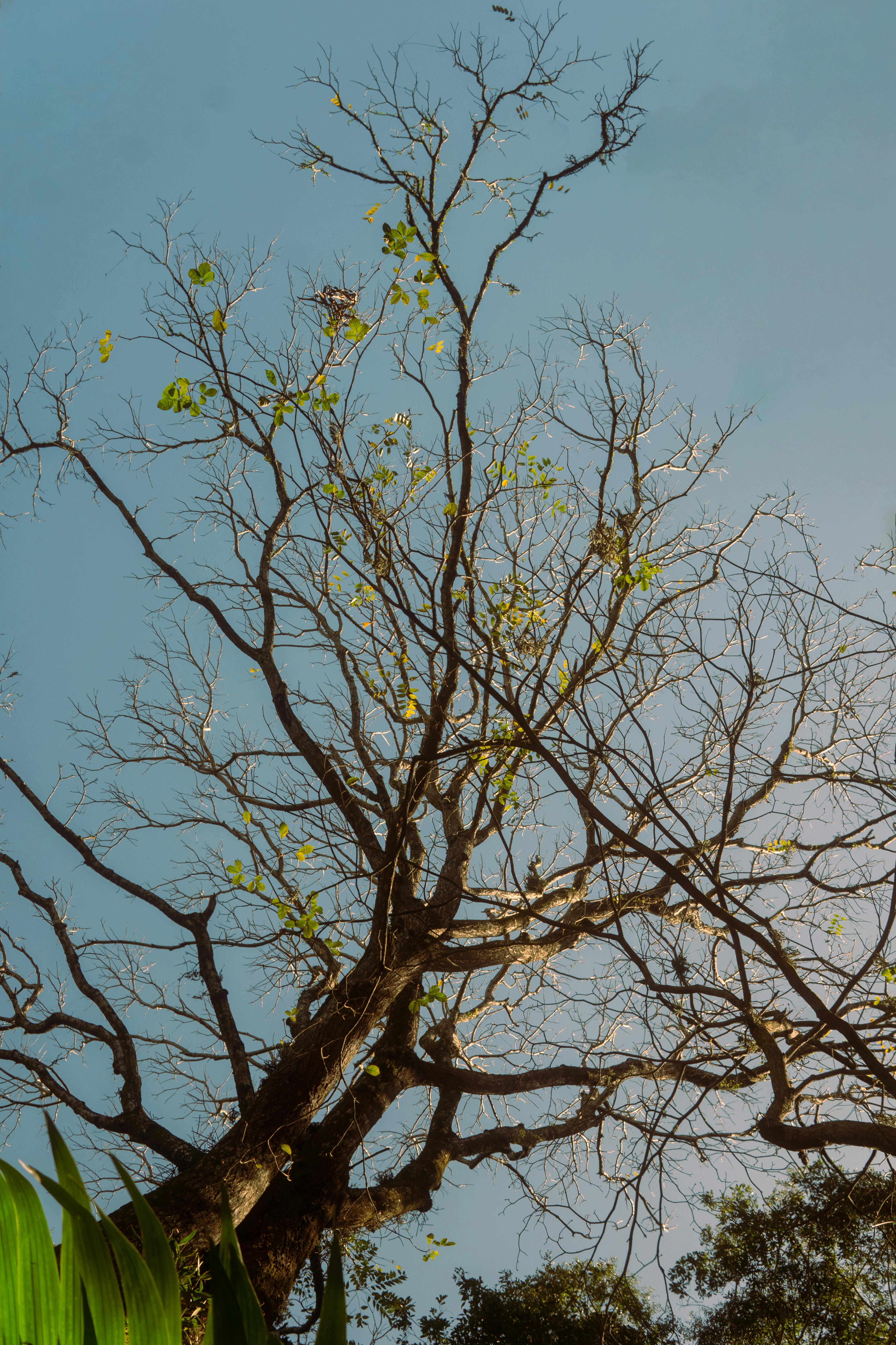 Tree · Free Stock Photo