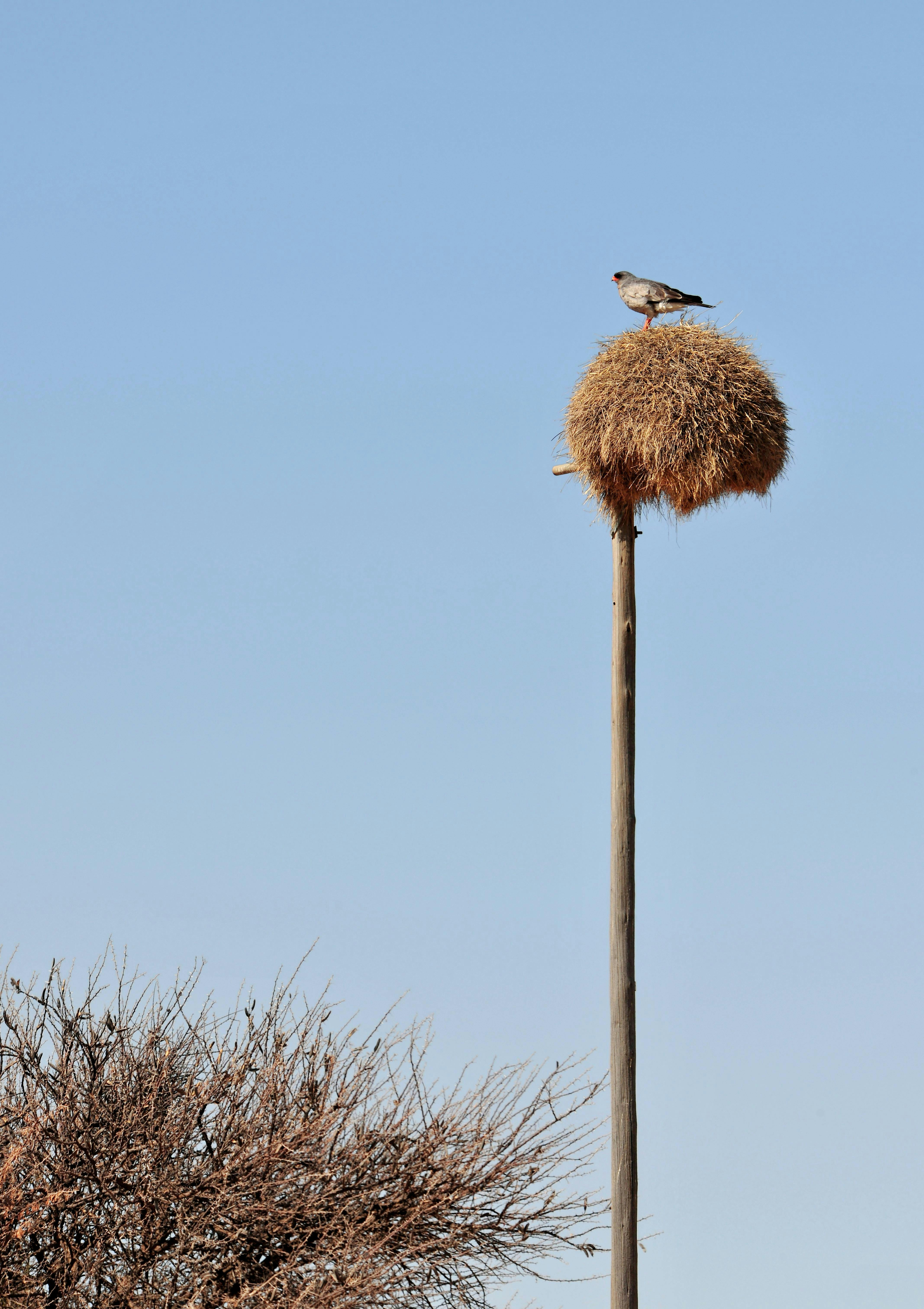 A Nest on a Pole · Free Stock Photo
