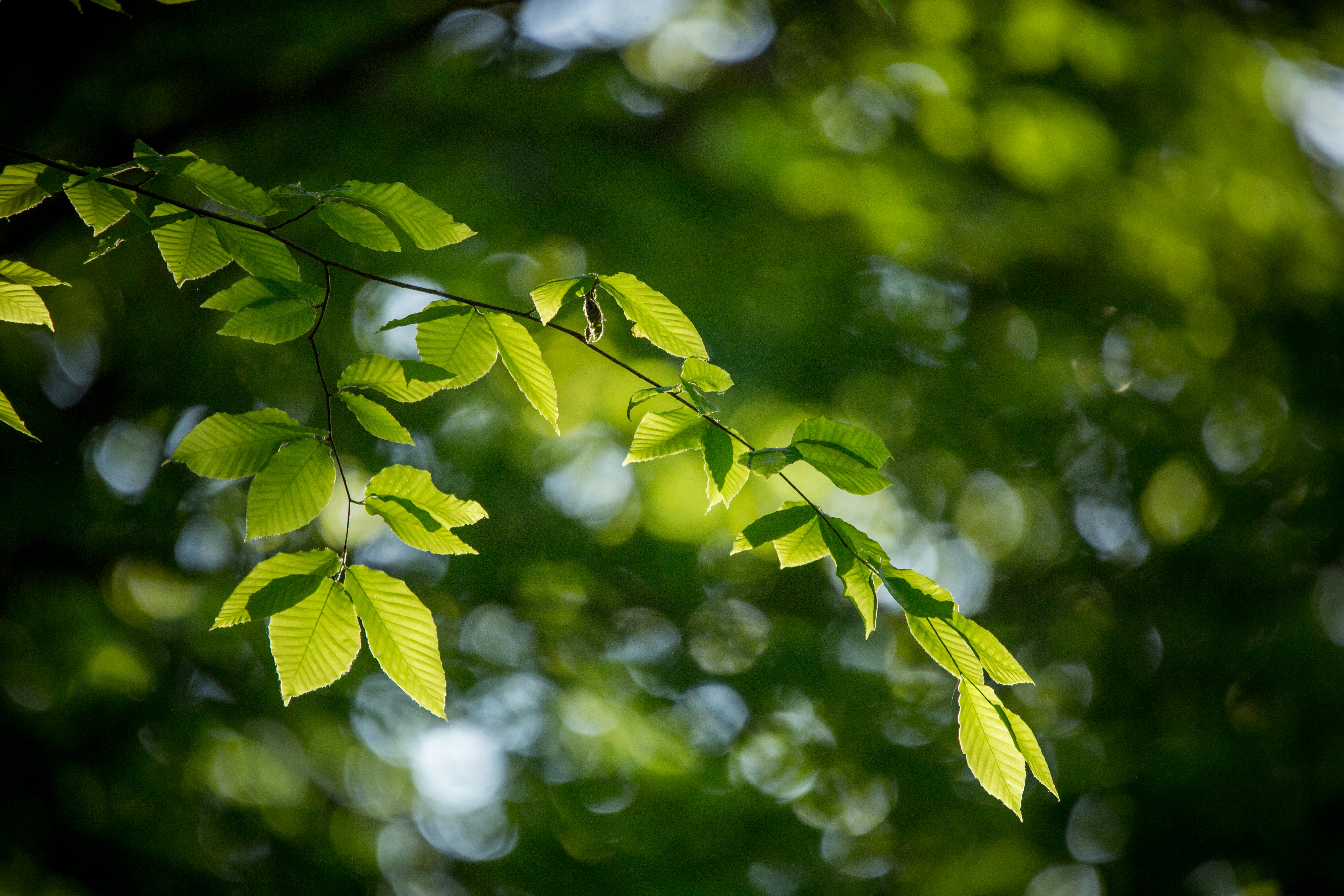 Green Leafed Tree · Free Stock Photo
