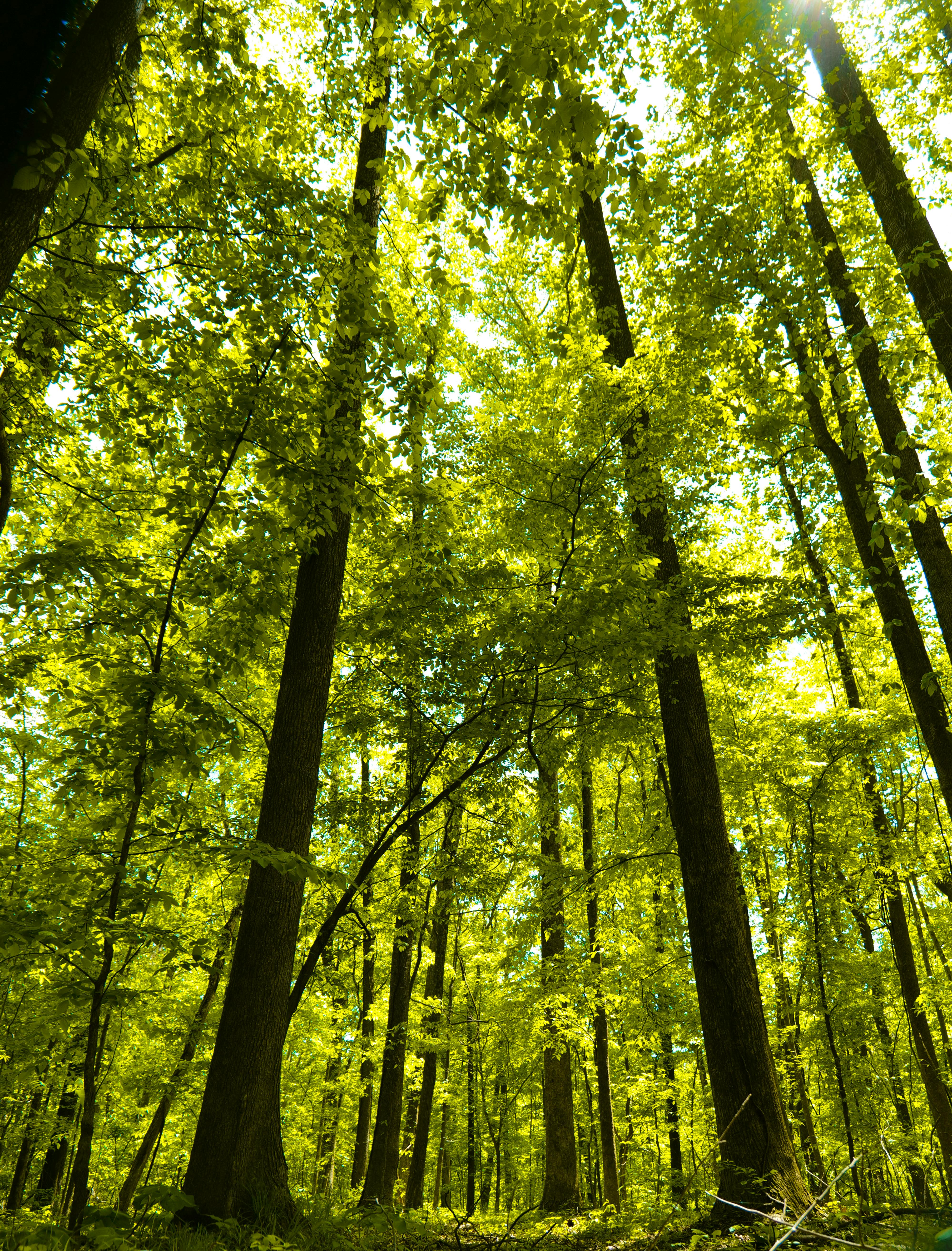 Forest Environment Photos, Download The BEST Free Forest Environment ...