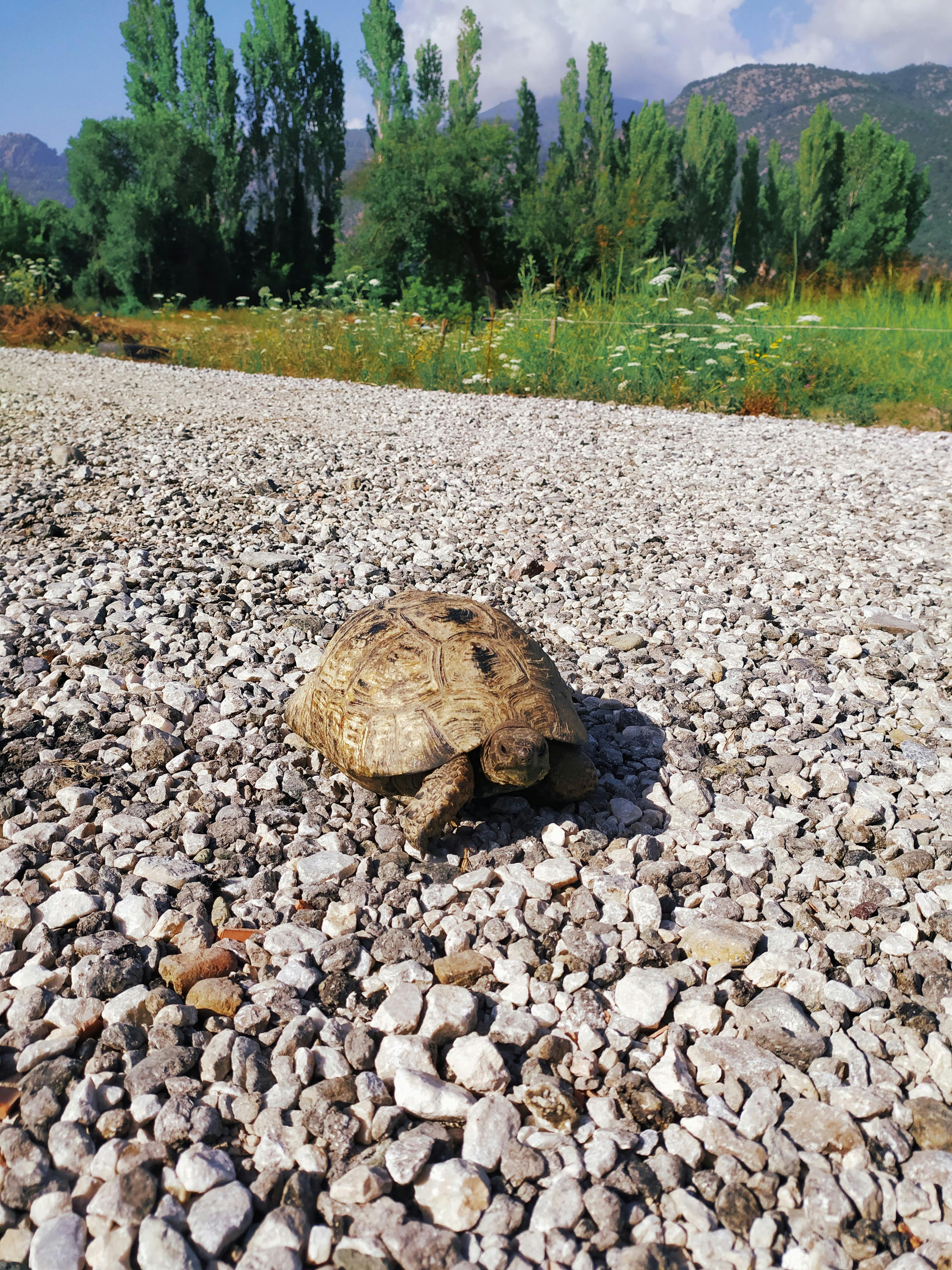 Photo of a Turtle Walking on a Pebbled Road · Free Stock Photo