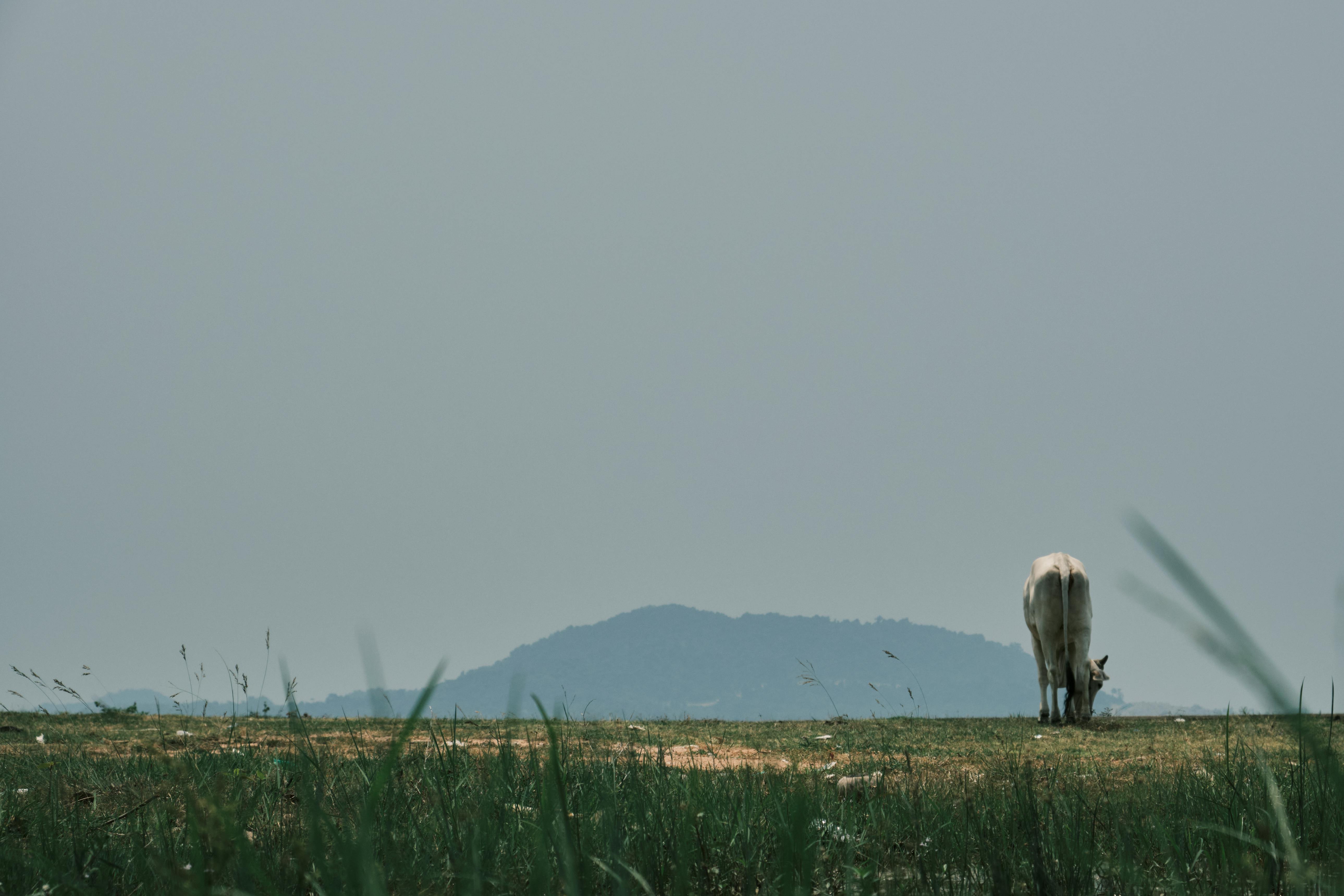 Cow Coughing Photos, Download The BEST Free Cow Coughing Stock Photos ...