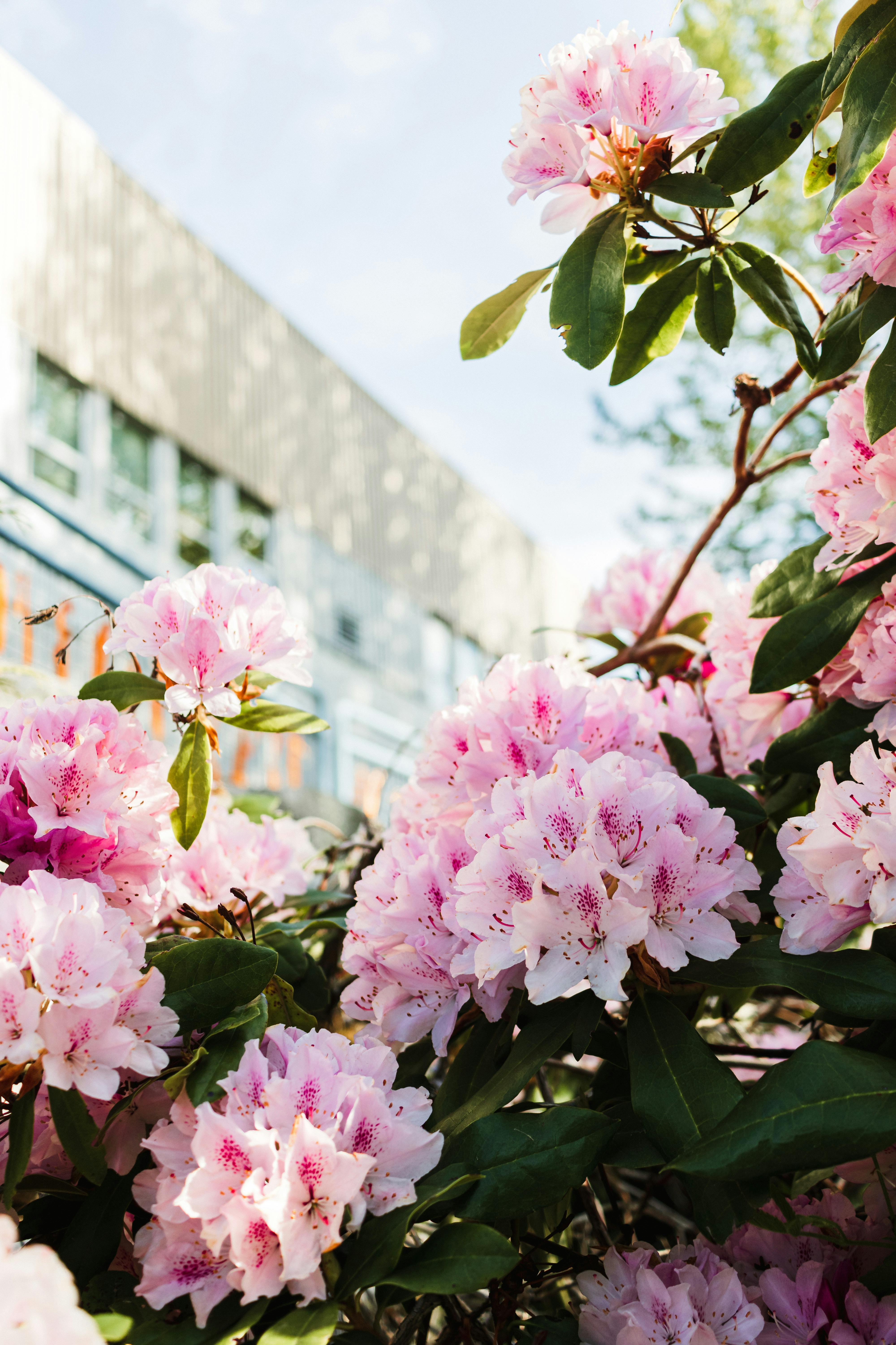 Photo of Flowers in the City · Free Stock Photo