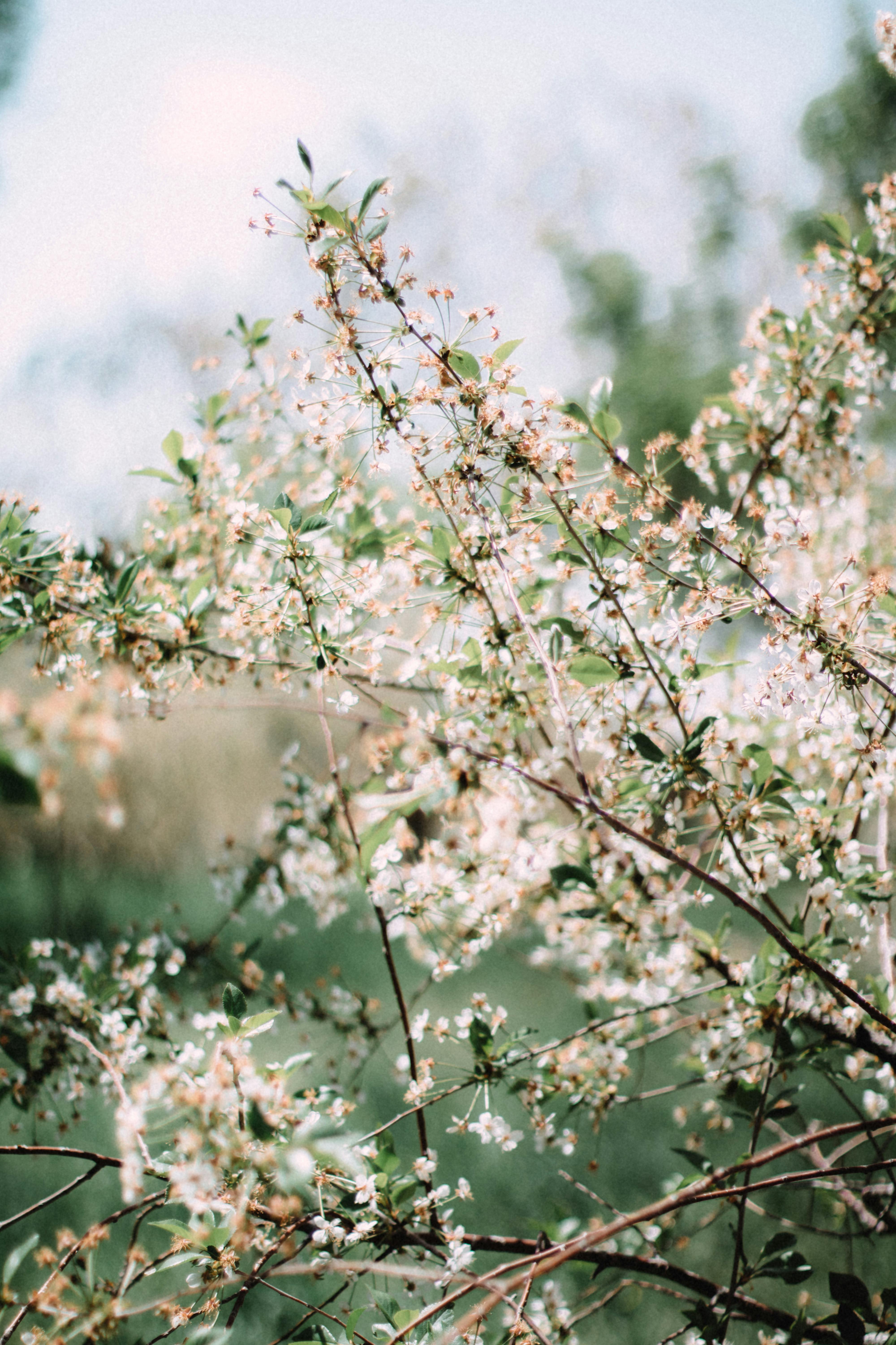 Spring Portugal Photos, Download The BEST Free Spring Portugal Stock ...