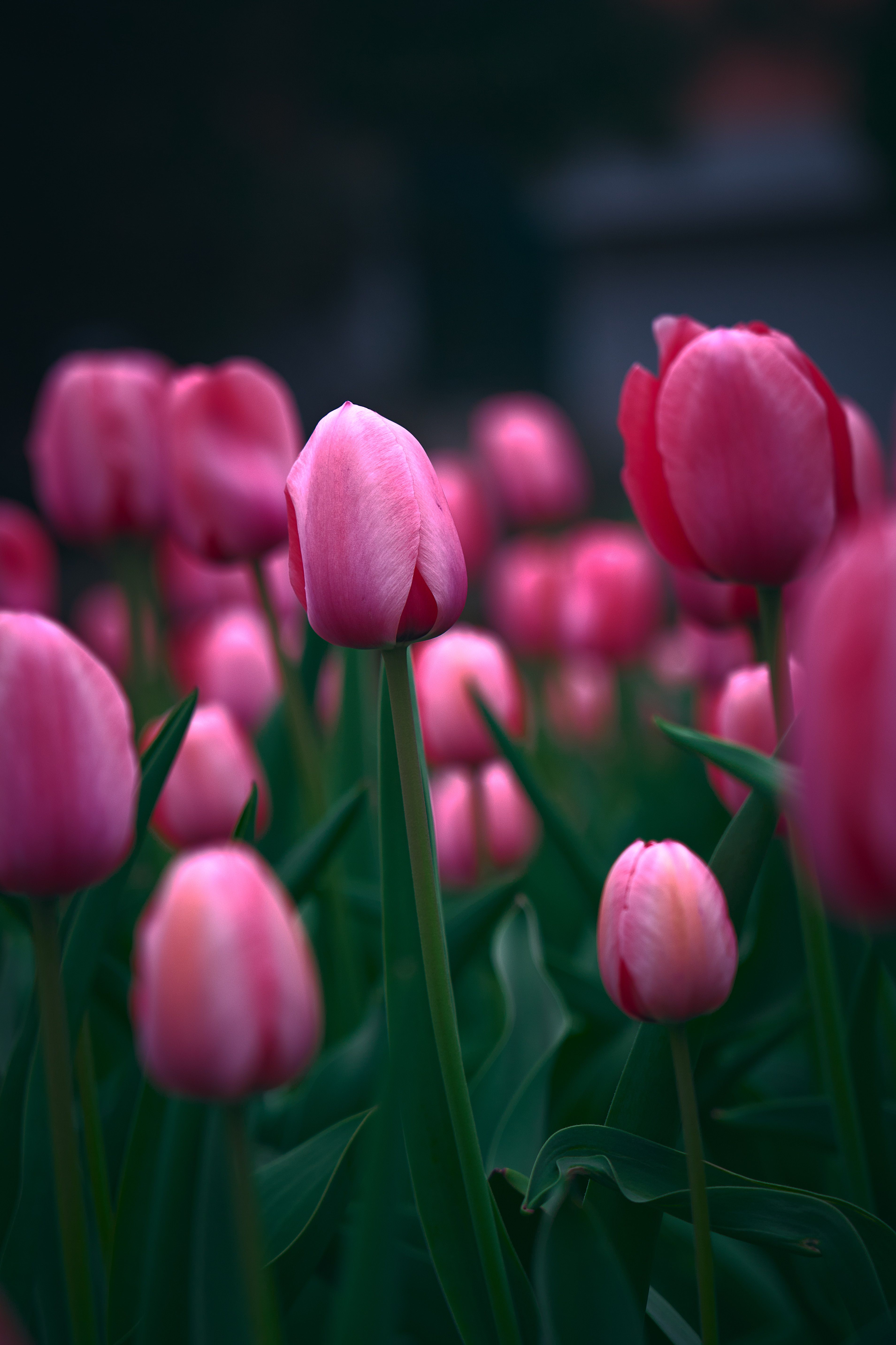Close-up of Colorful Tulips · Free Stock Photo