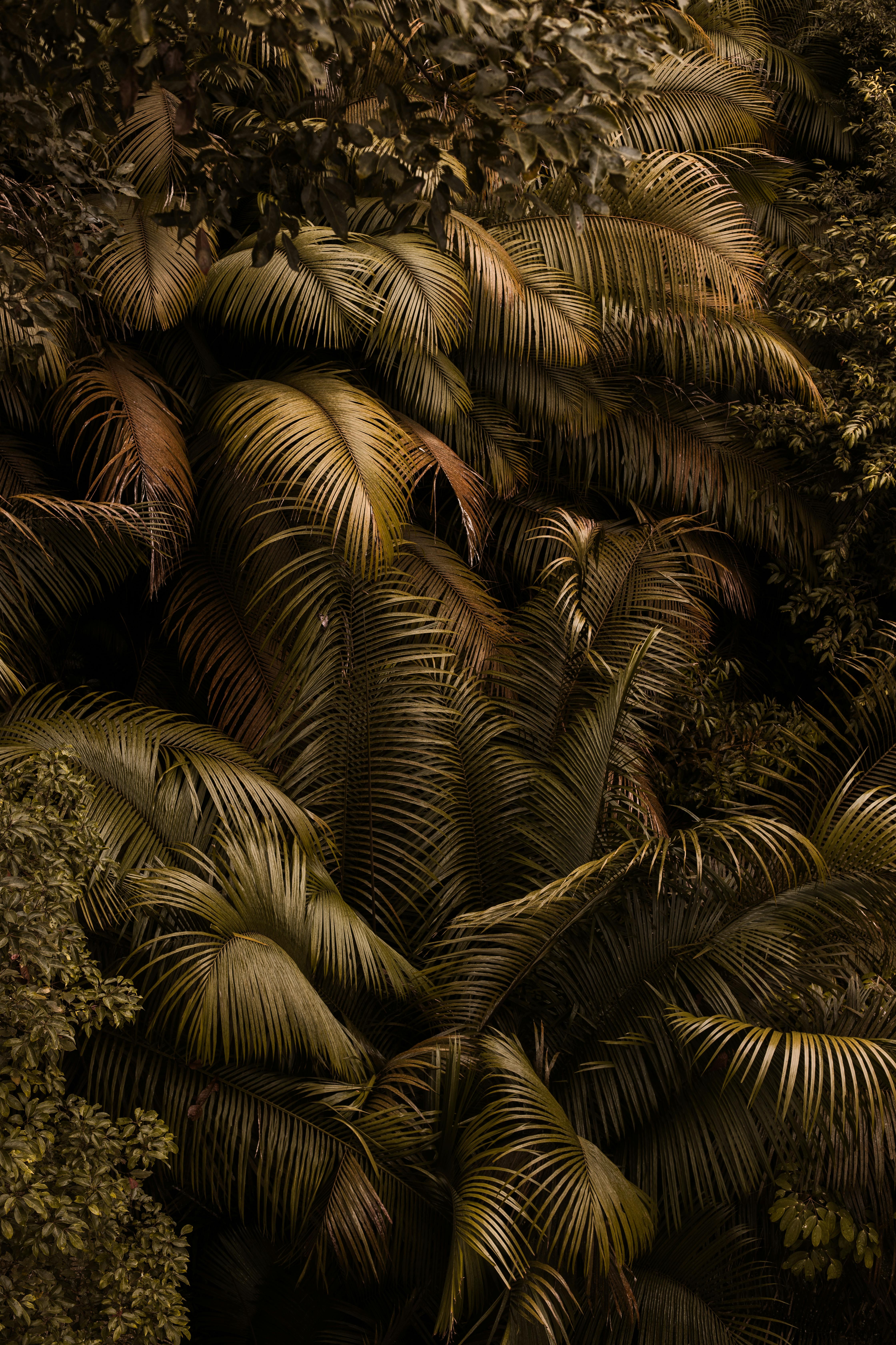 Penang Tree Photos, Download The BEST Free Penang Tree Stock Photos ...