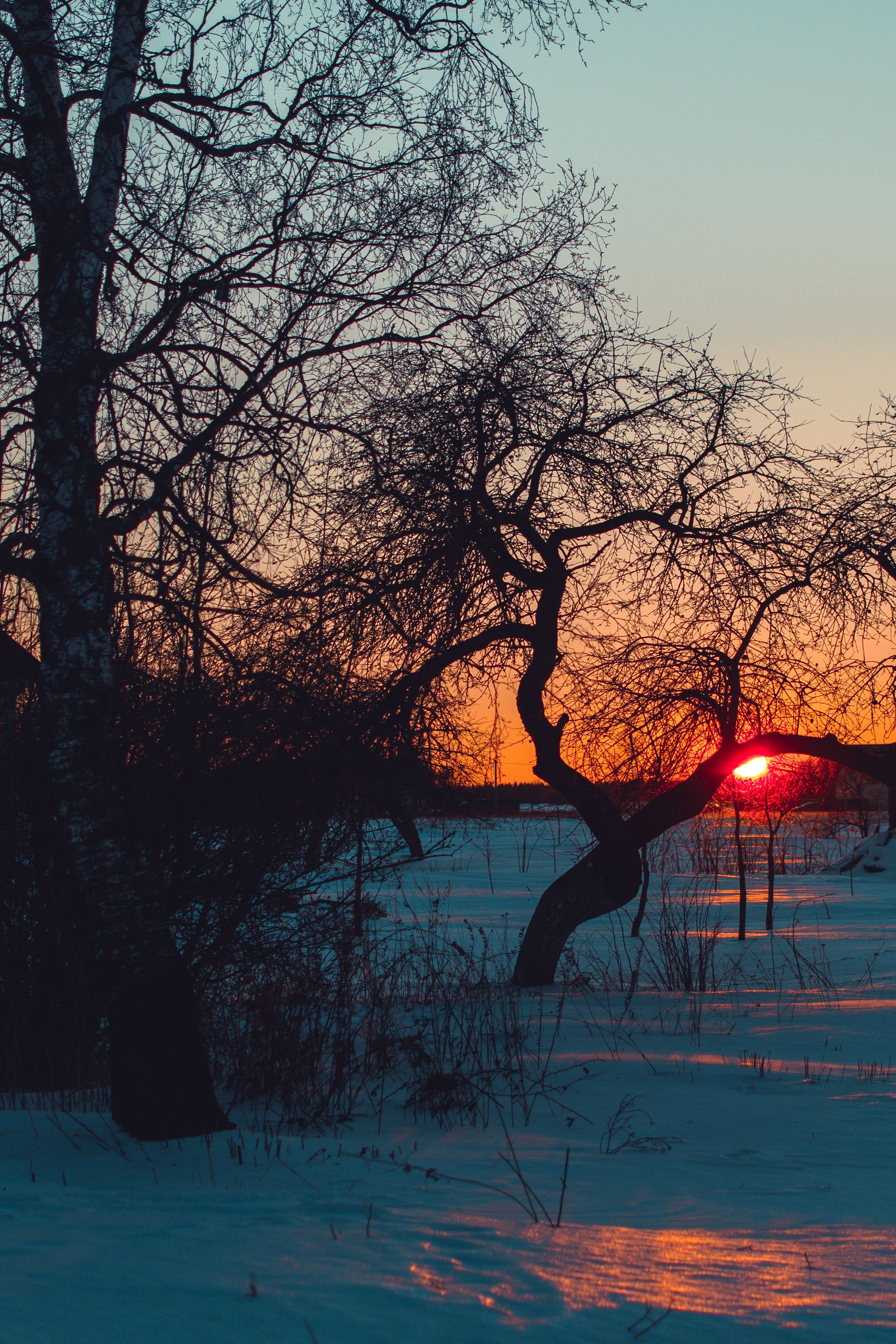 Trees on Snowy Field at Sunset · Free Stock Photo