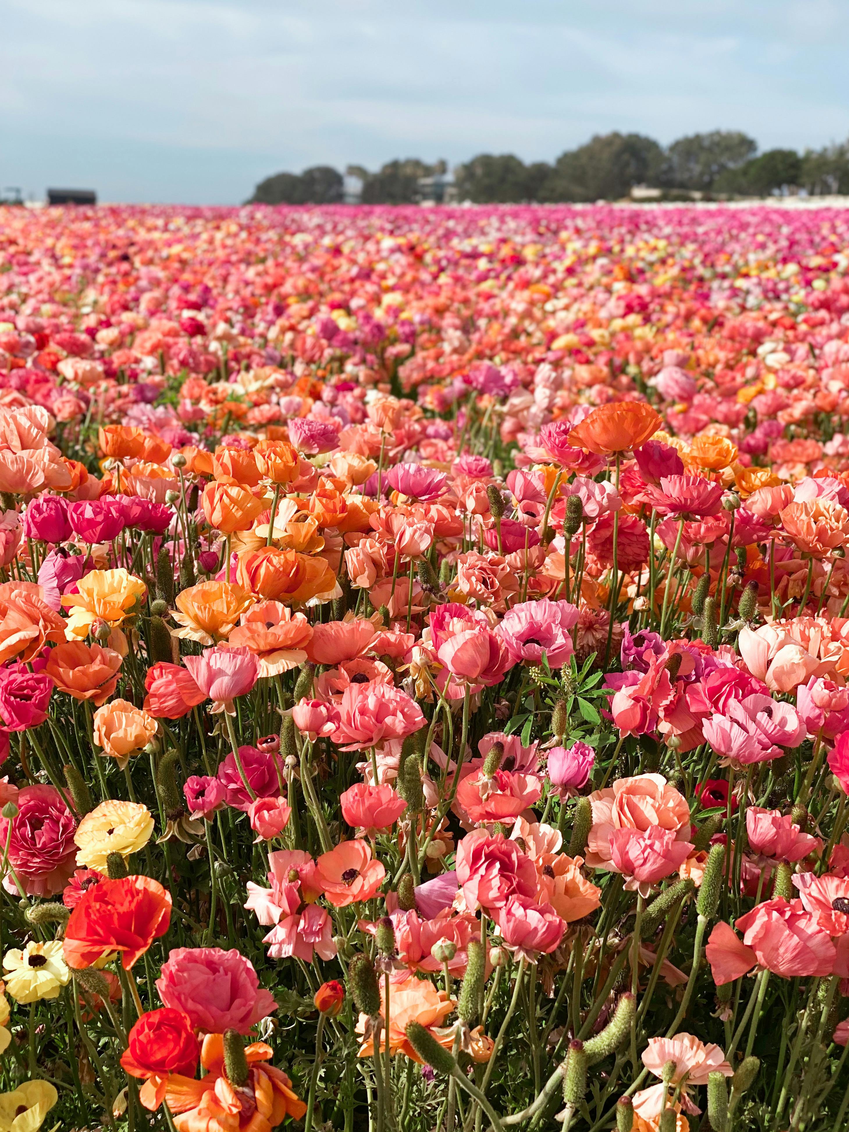 Carlsbad Ranch Flower Fields · Free Stock Photo