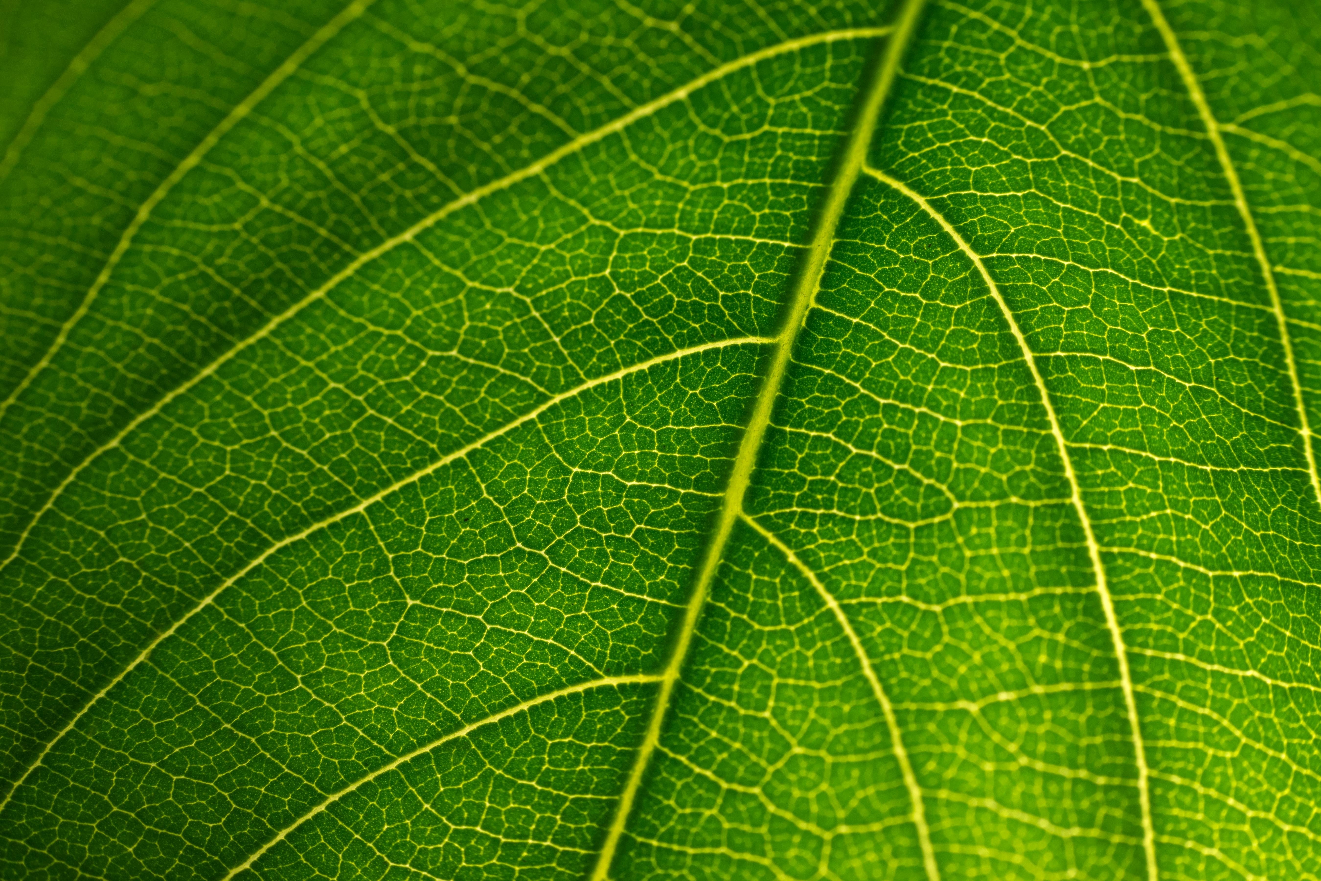 Chlorophyll Photos, Download The BEST Free Chlorophyll Stock Photos ...