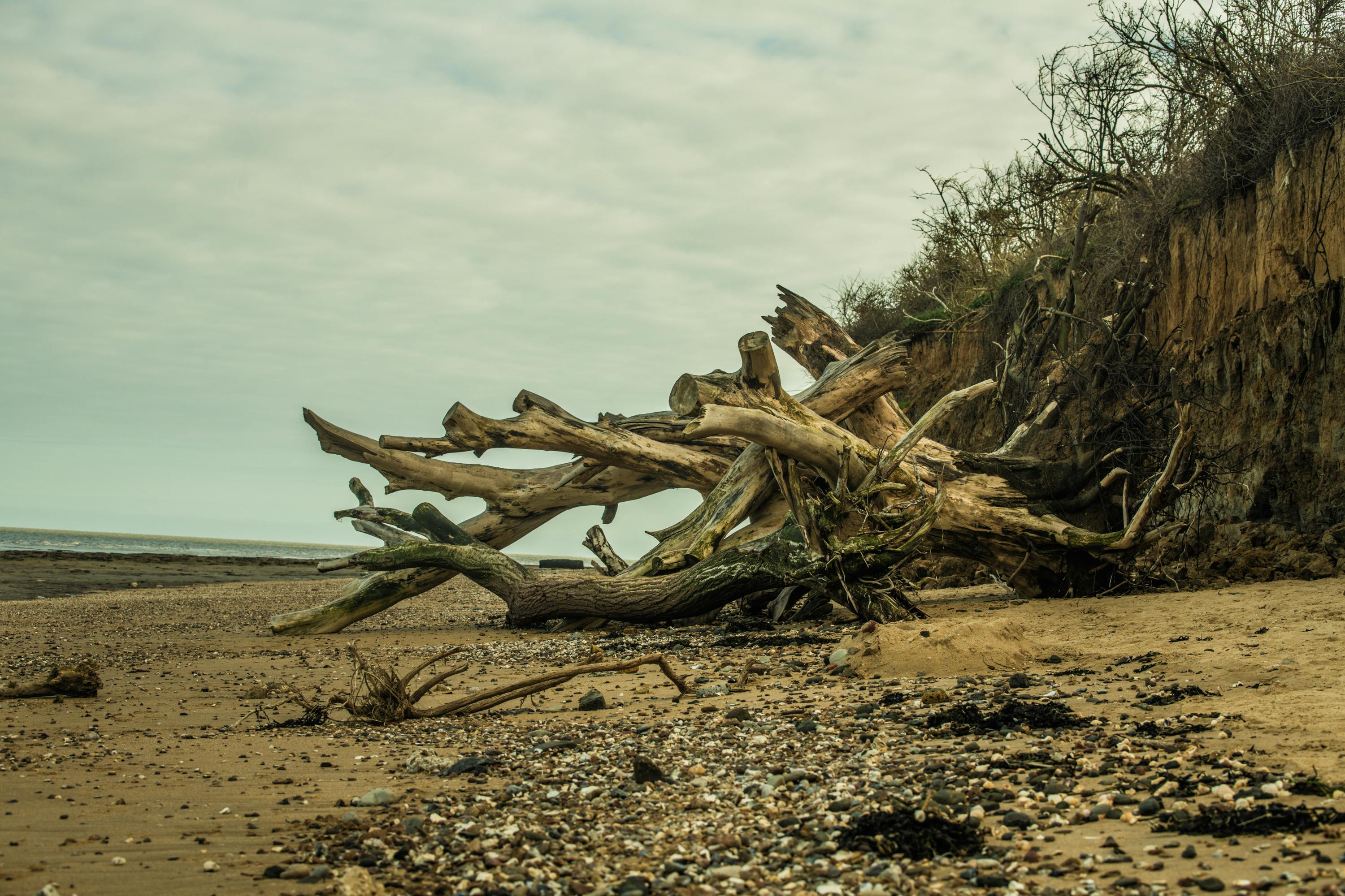 Trunk of a Tree Fell From a Cliff on the Beach · Free Stock Photo