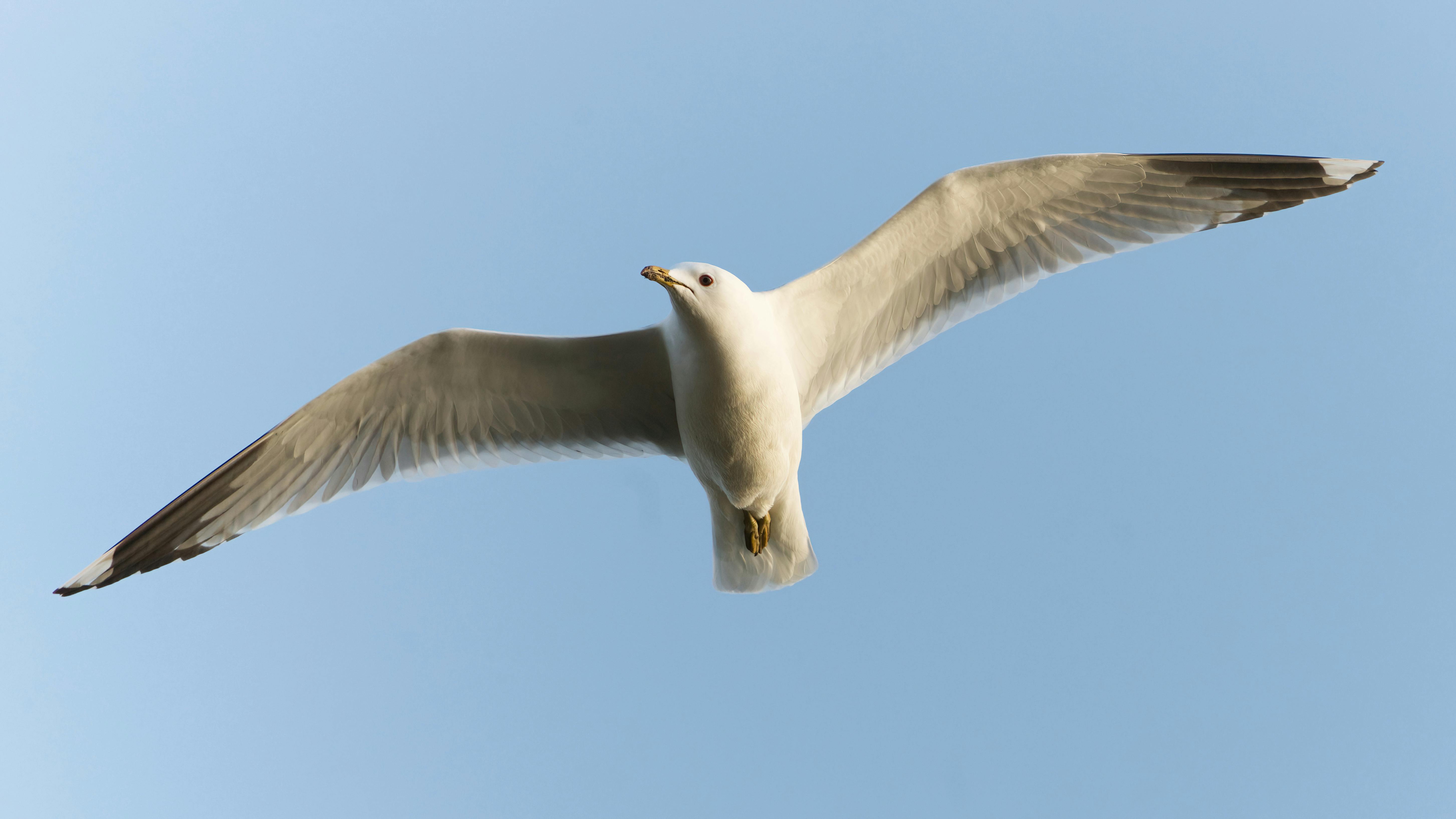 Low Angle Photography of White Bird Flying Under the Blue Sky · Free ...
