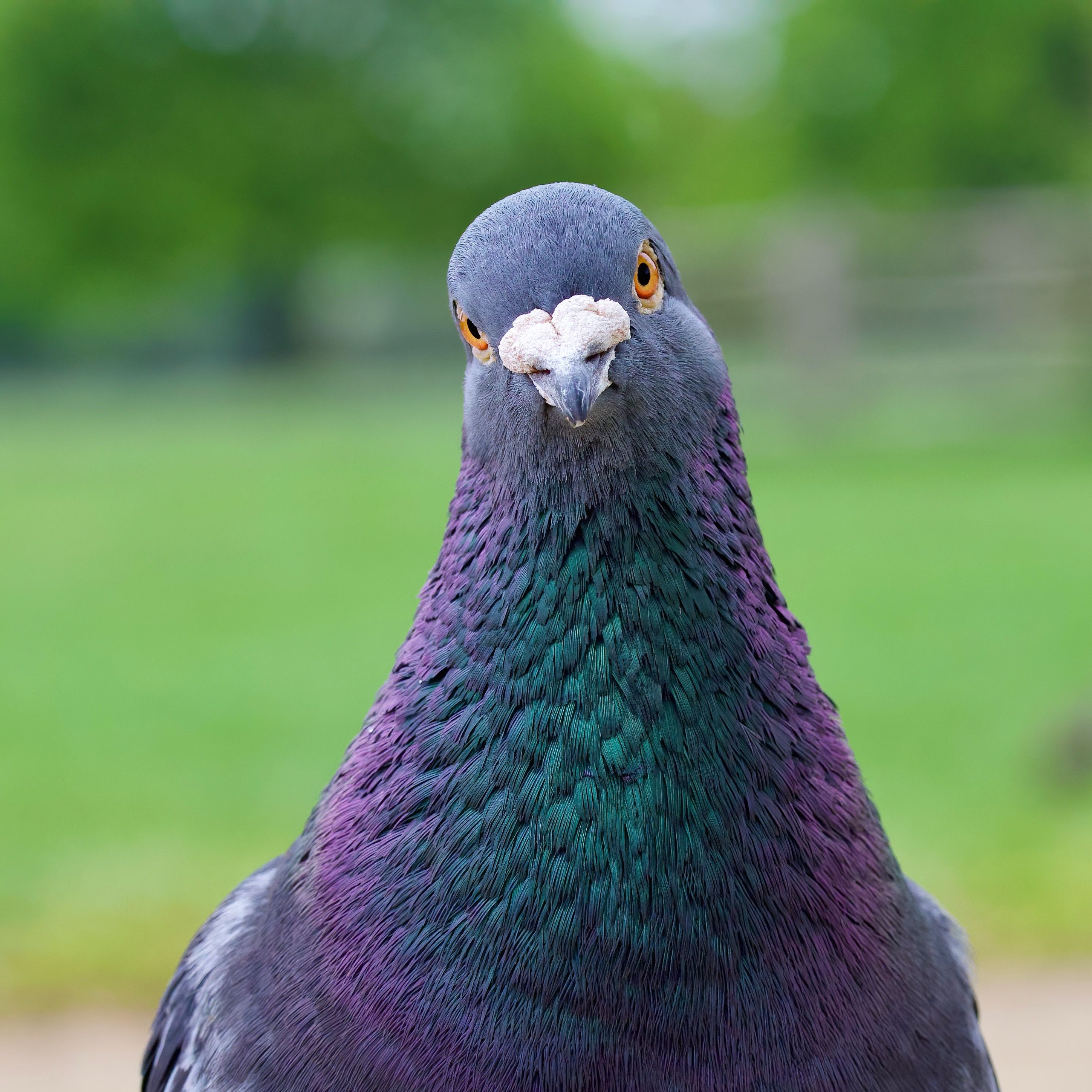 Feral Pigeon - Close Up · Free Stock Photo